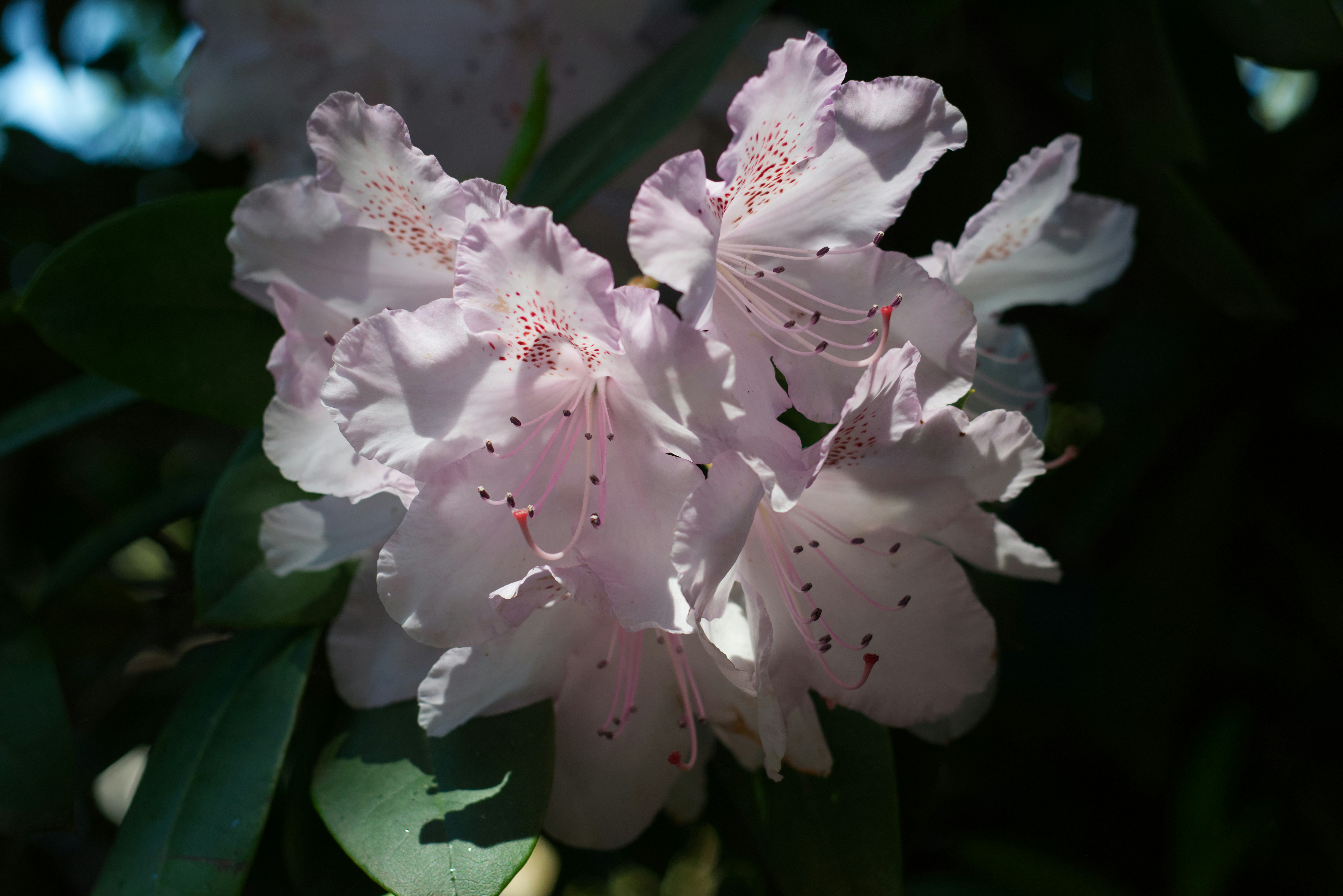 Soft Pink Rhododendron in Partial Shade