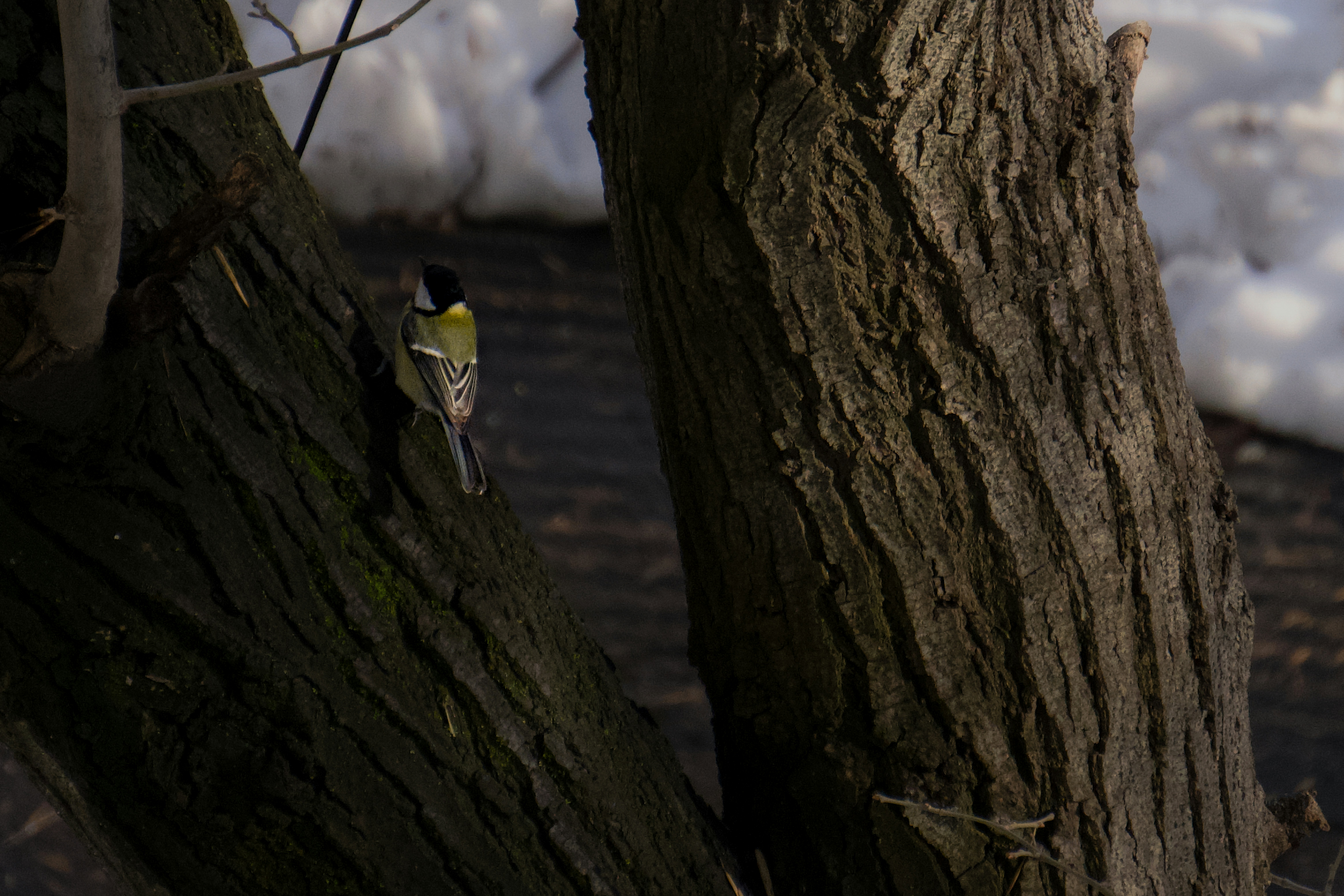 Midwinter Bellbird: A Quiet Hover Between Bark and Shadow