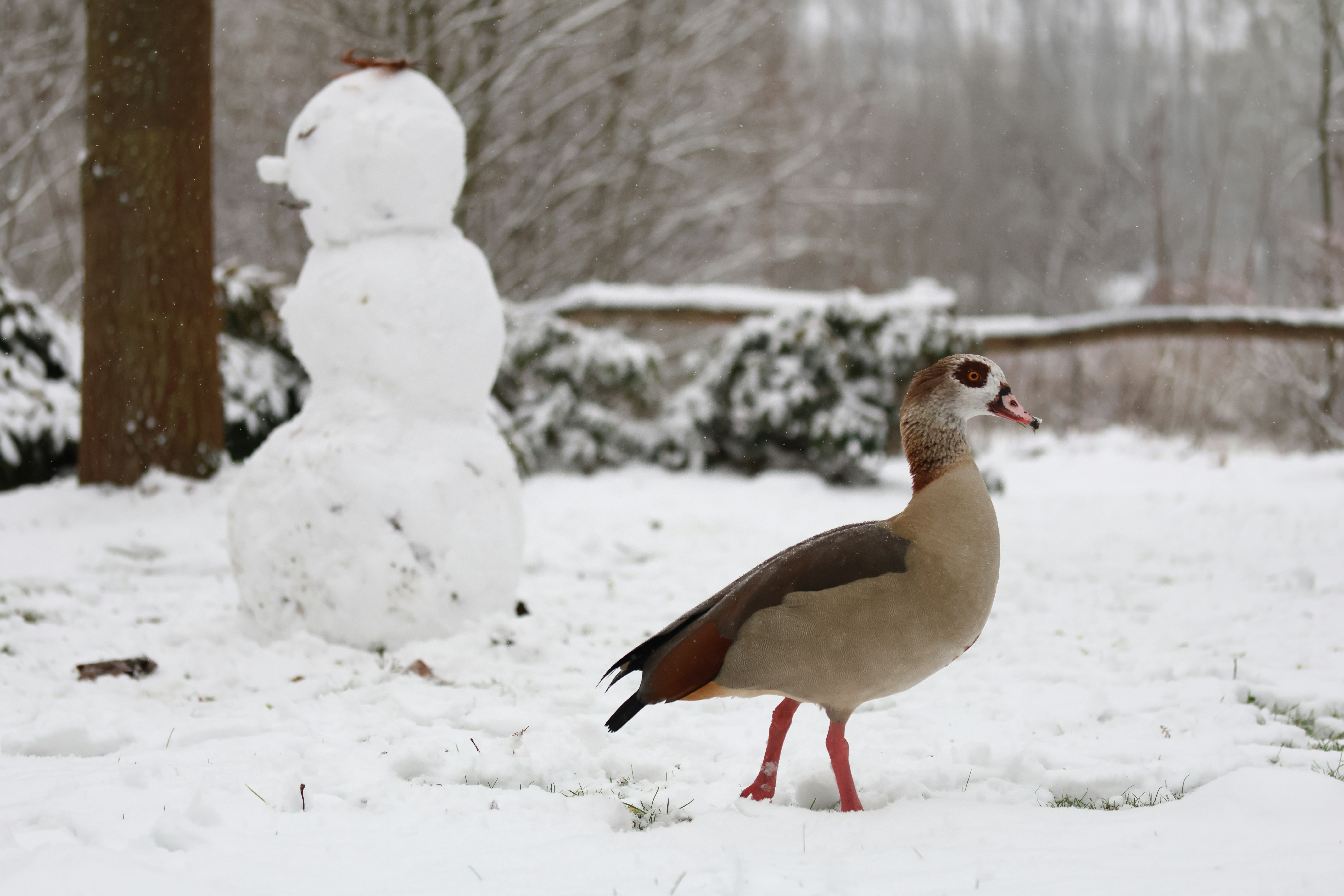 Snowy Encounter: Adaquately Toned Duck in Winter Field