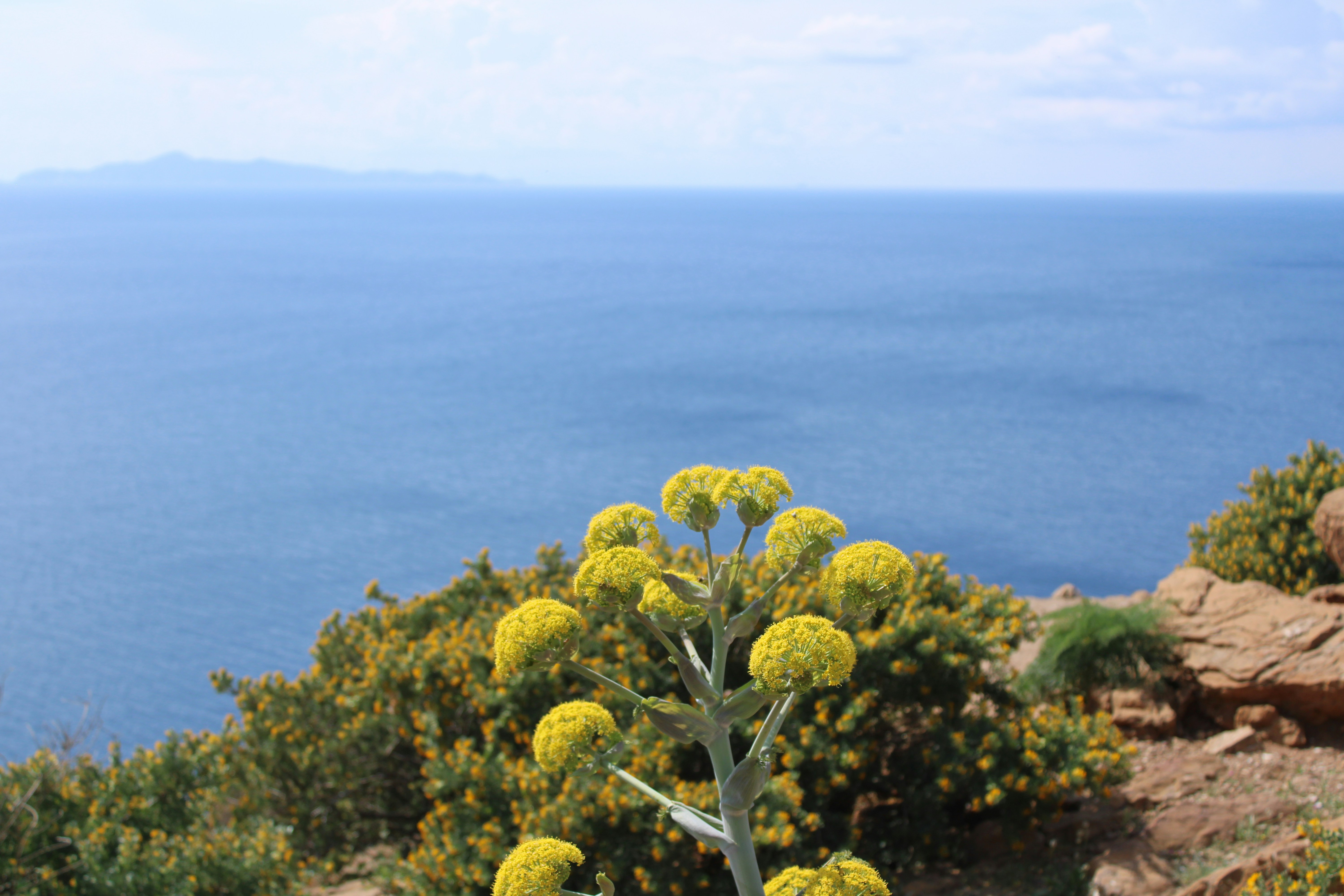 Yellow-flowered stalks in coastal clash of blue sea and rugged cliff