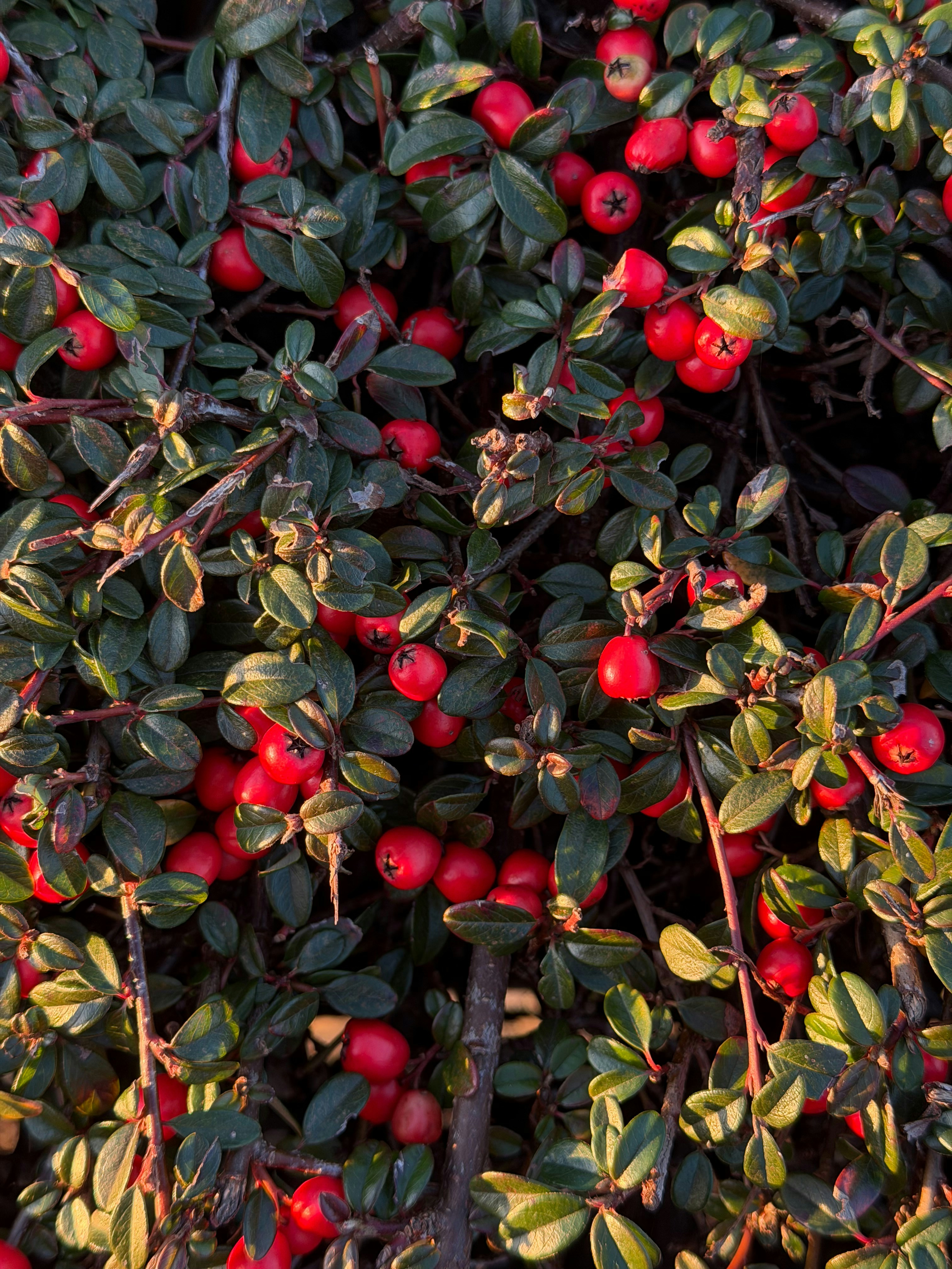 Crimson Berries Weaving Through Evergreen Thicket