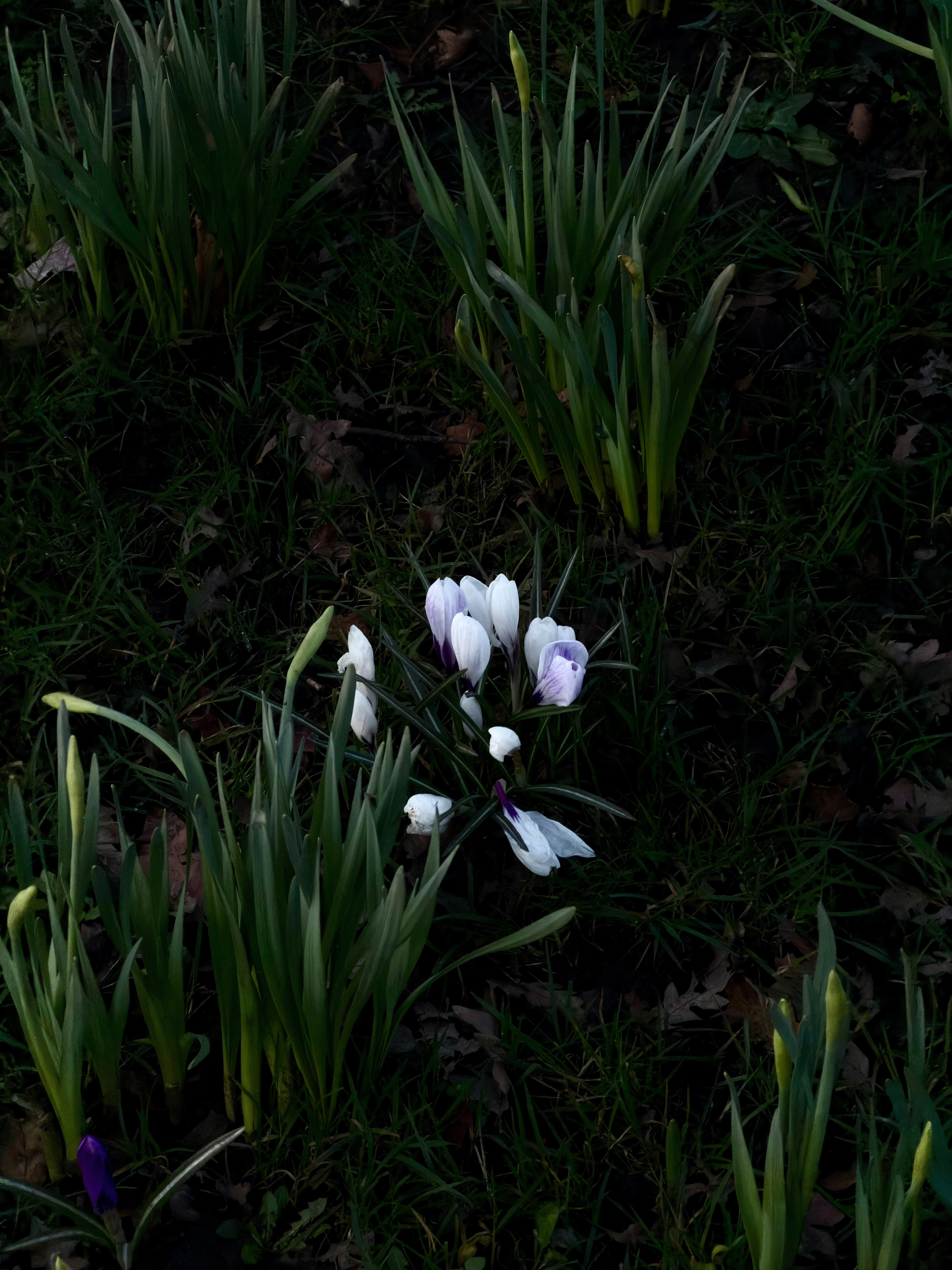 Whispering Irises: A Quiet Bed of Blooming Lilac and White