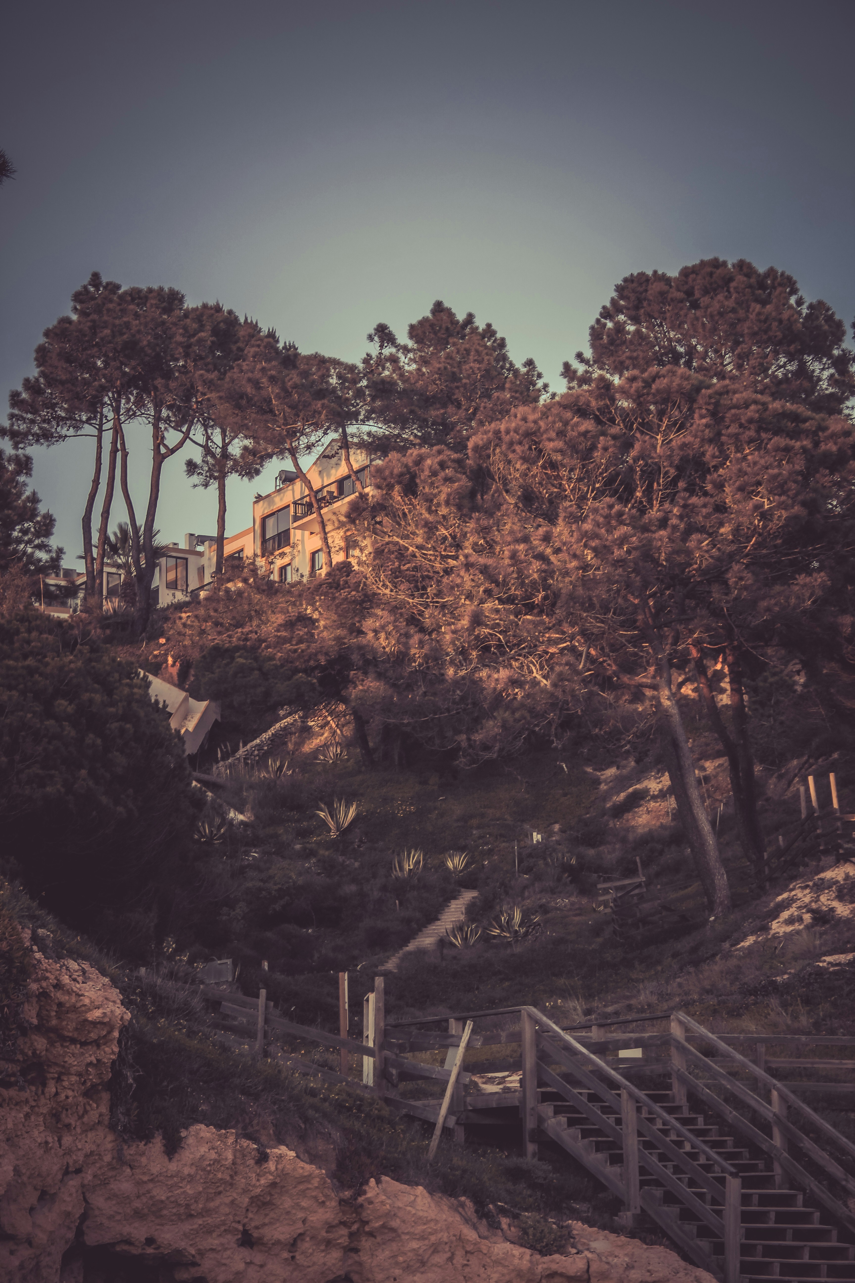 Cliffside residences emerge from a sunlit pine hillside
