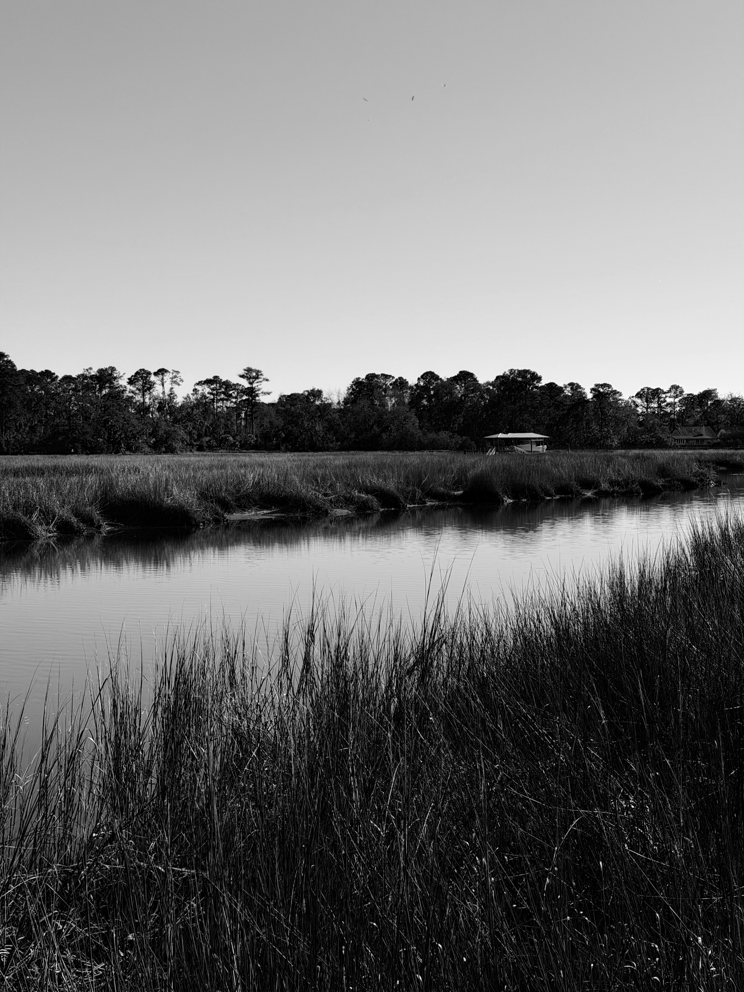 Sunlit reeds and calm water: a quiet lakeside horizon