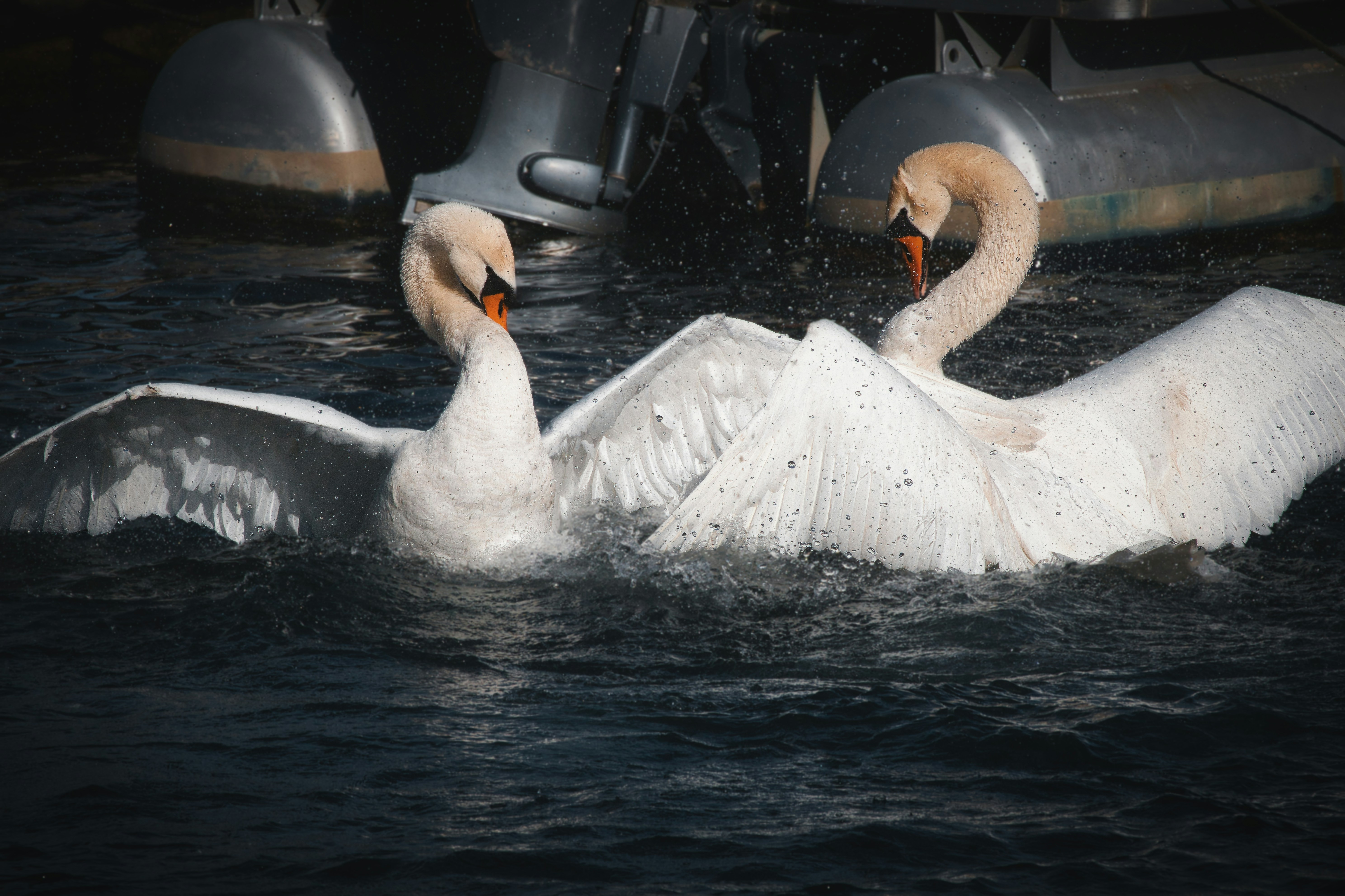 Swan Pair in a Quiet Dock: White Wings Against Dark Water