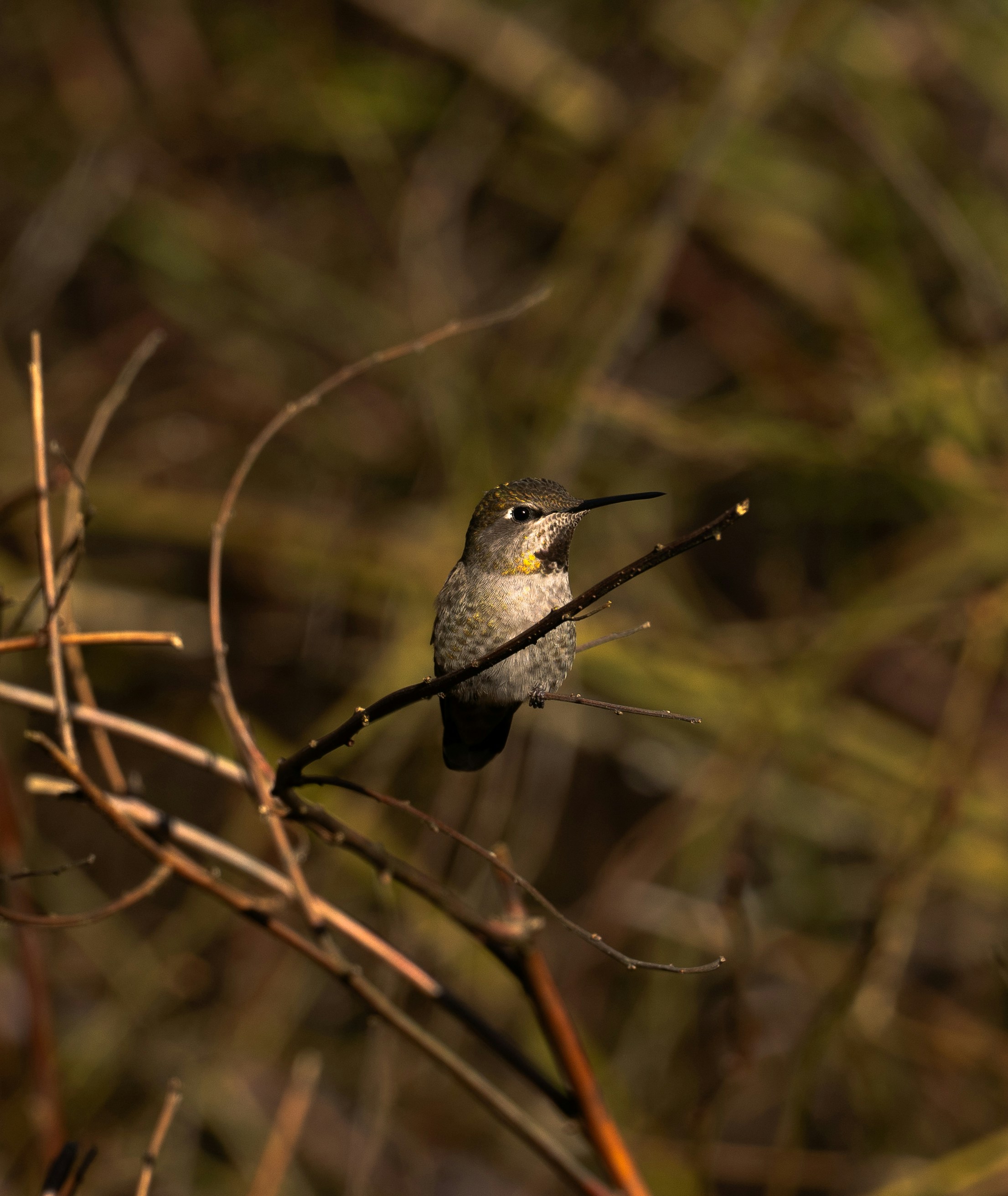 Tiny Hummingbird on a Needle-Brown Branch in Dappled Light