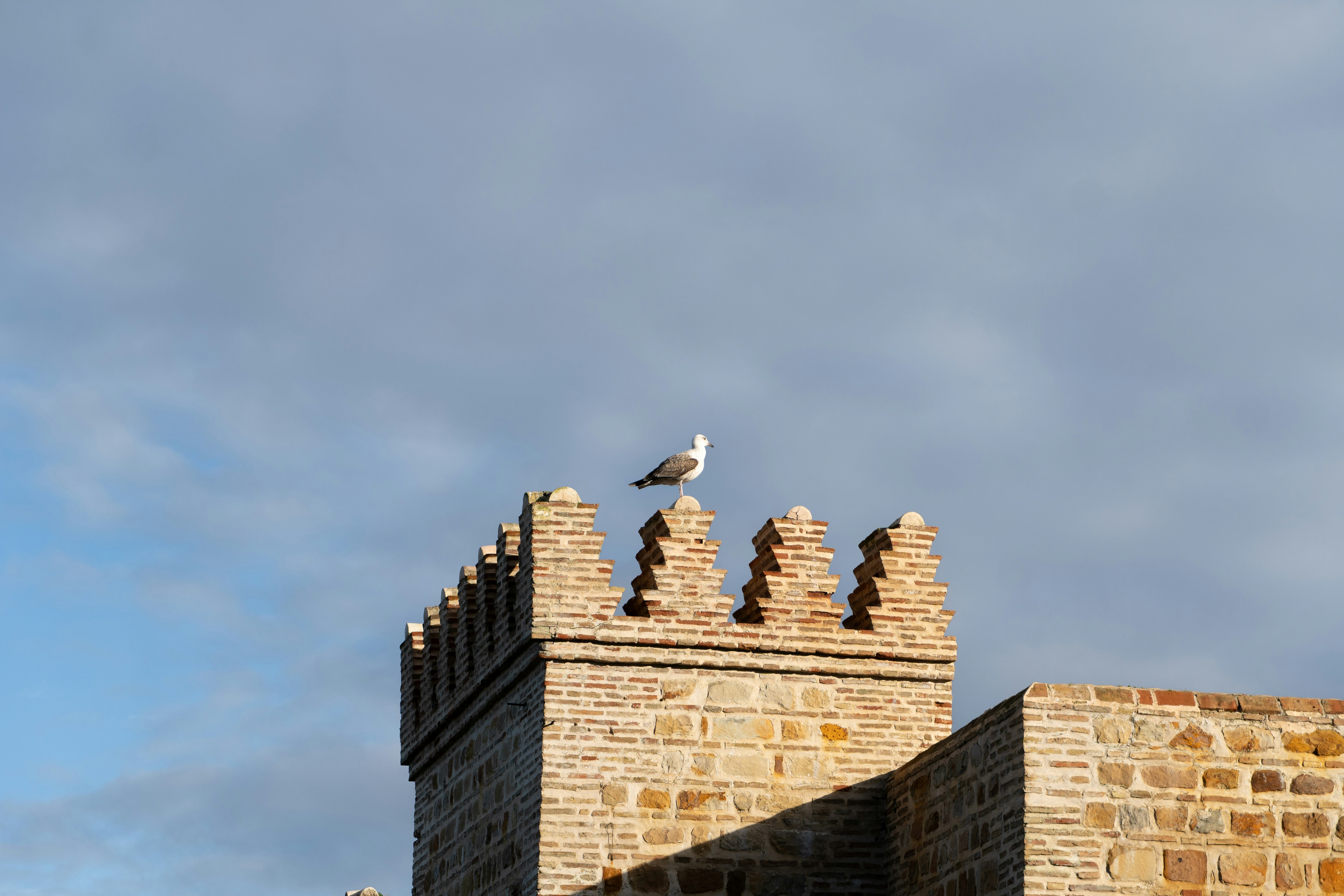 Seagull Guarding the Brick Turrets at Dusk