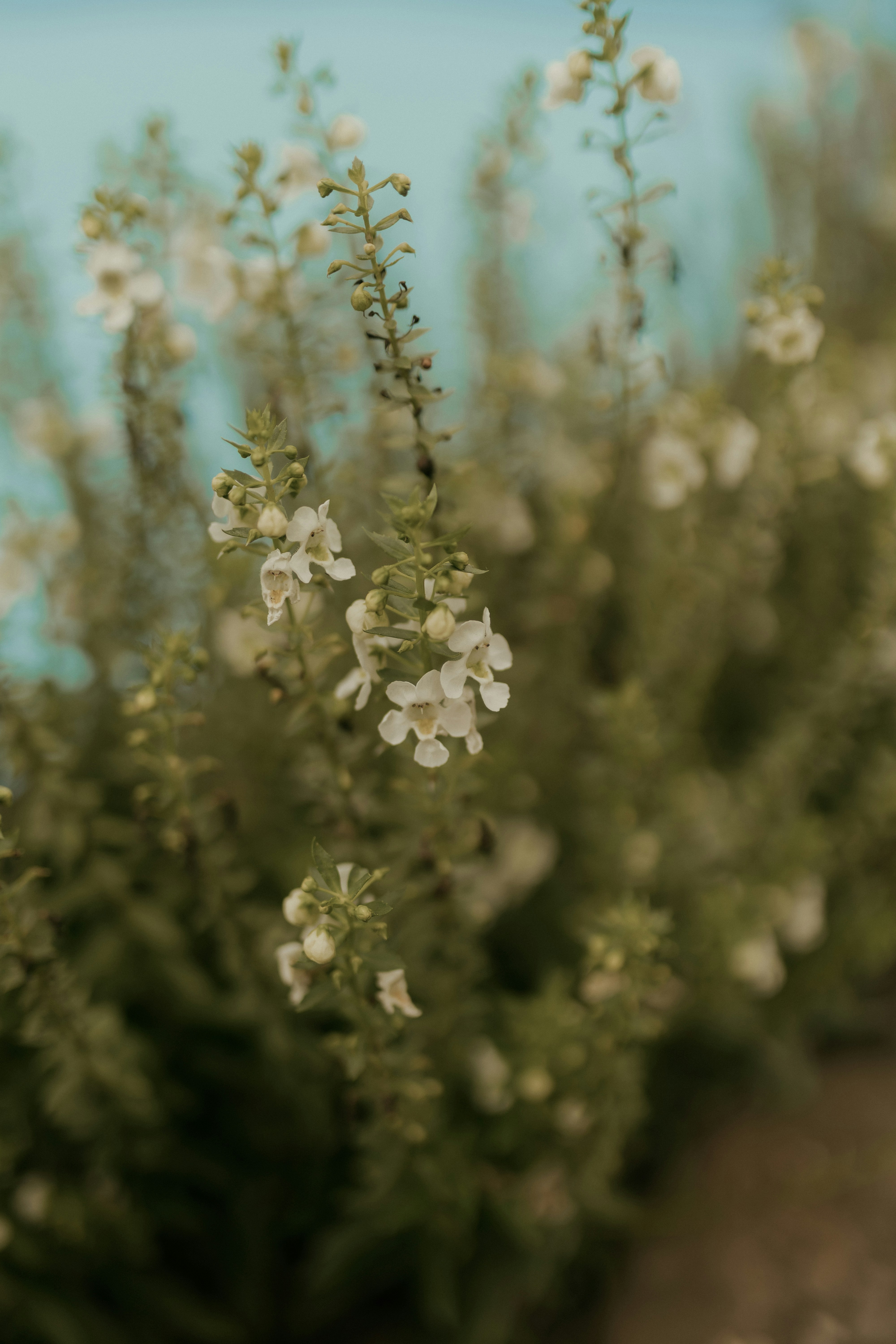 Soft Blooms in a Summer Teal Oasis