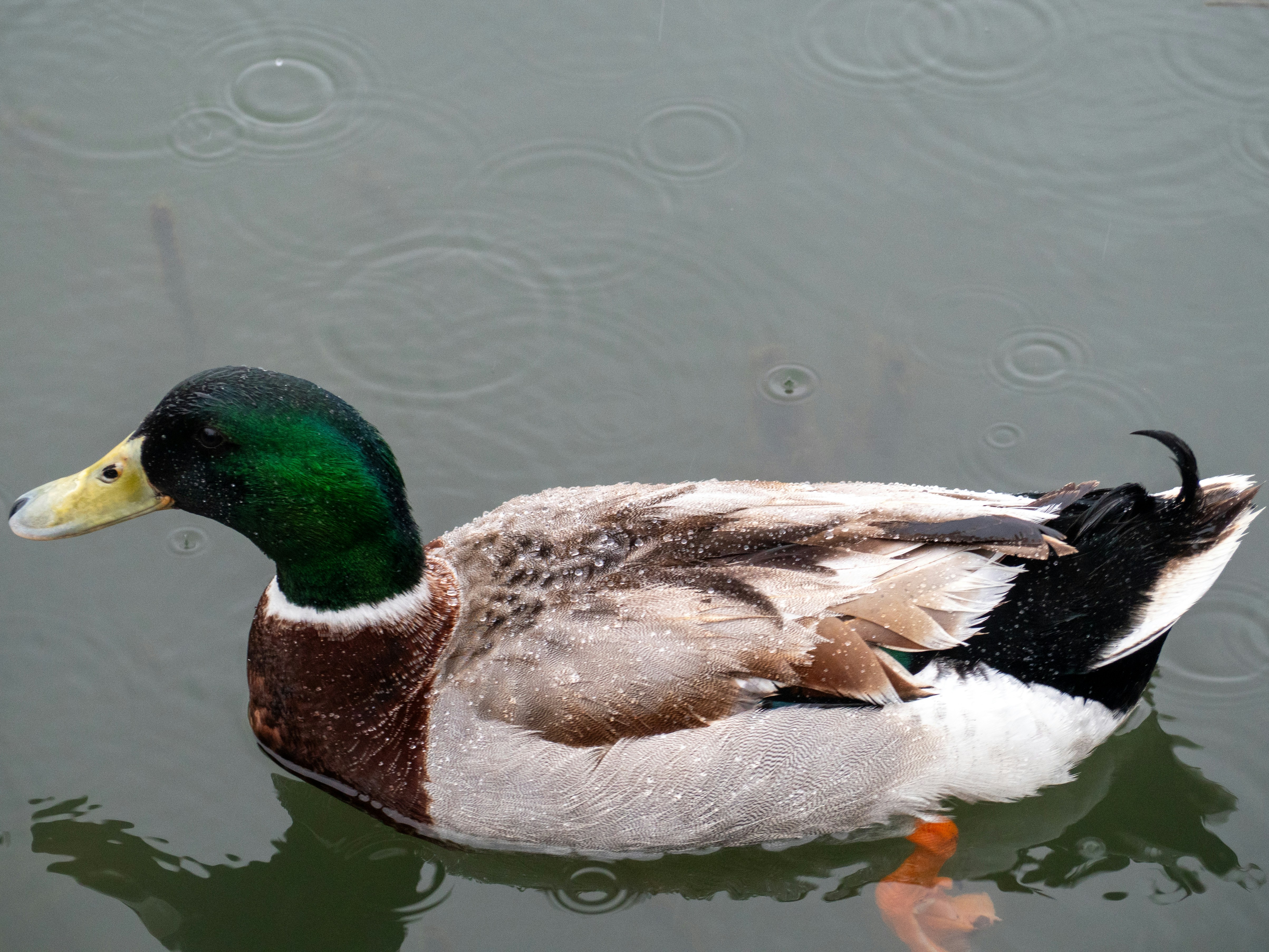 Emerald-Headed Swimmer on Quiet Waters