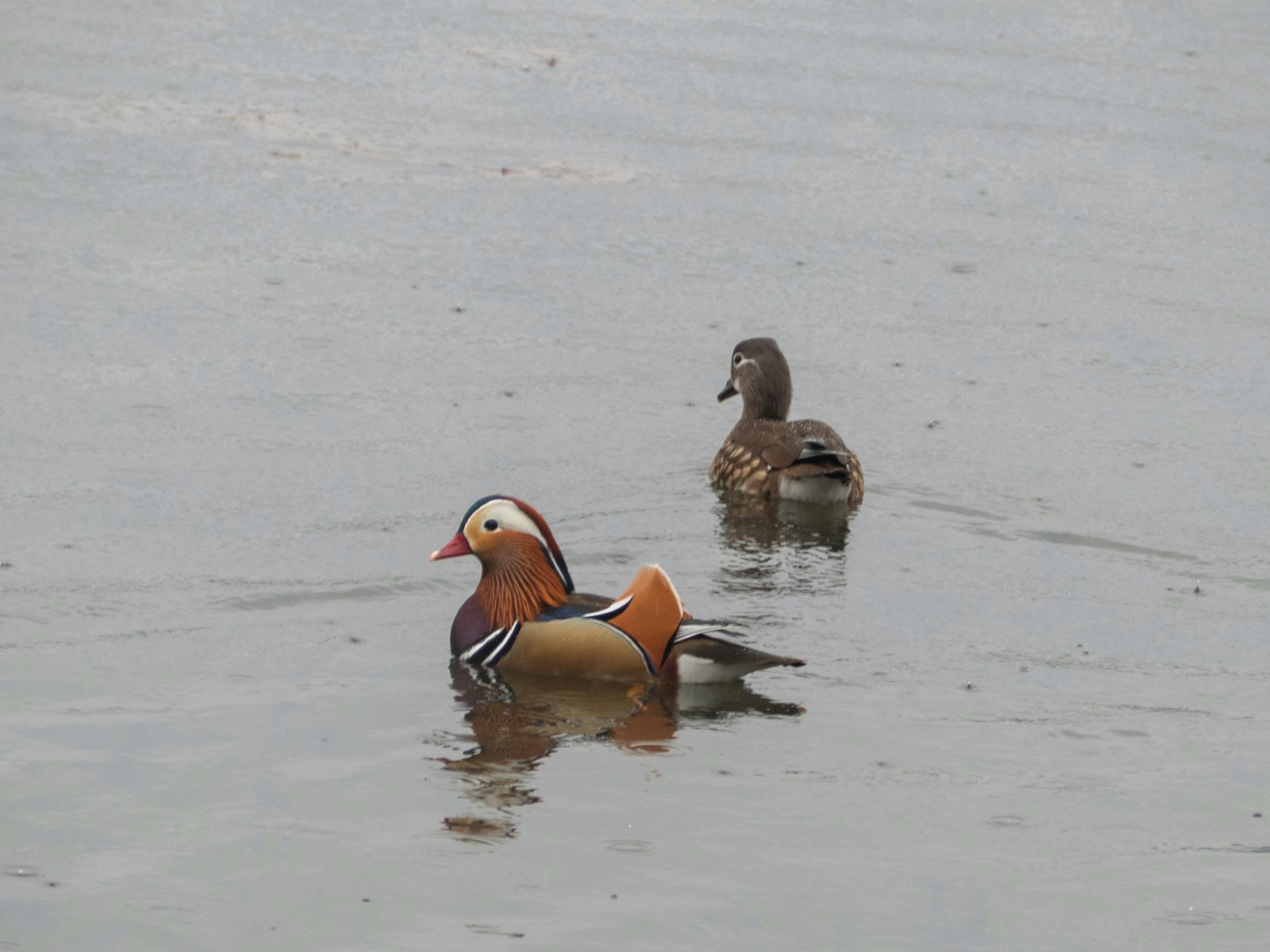 Vivid Mandarin Duck Leads the Quiet Pond