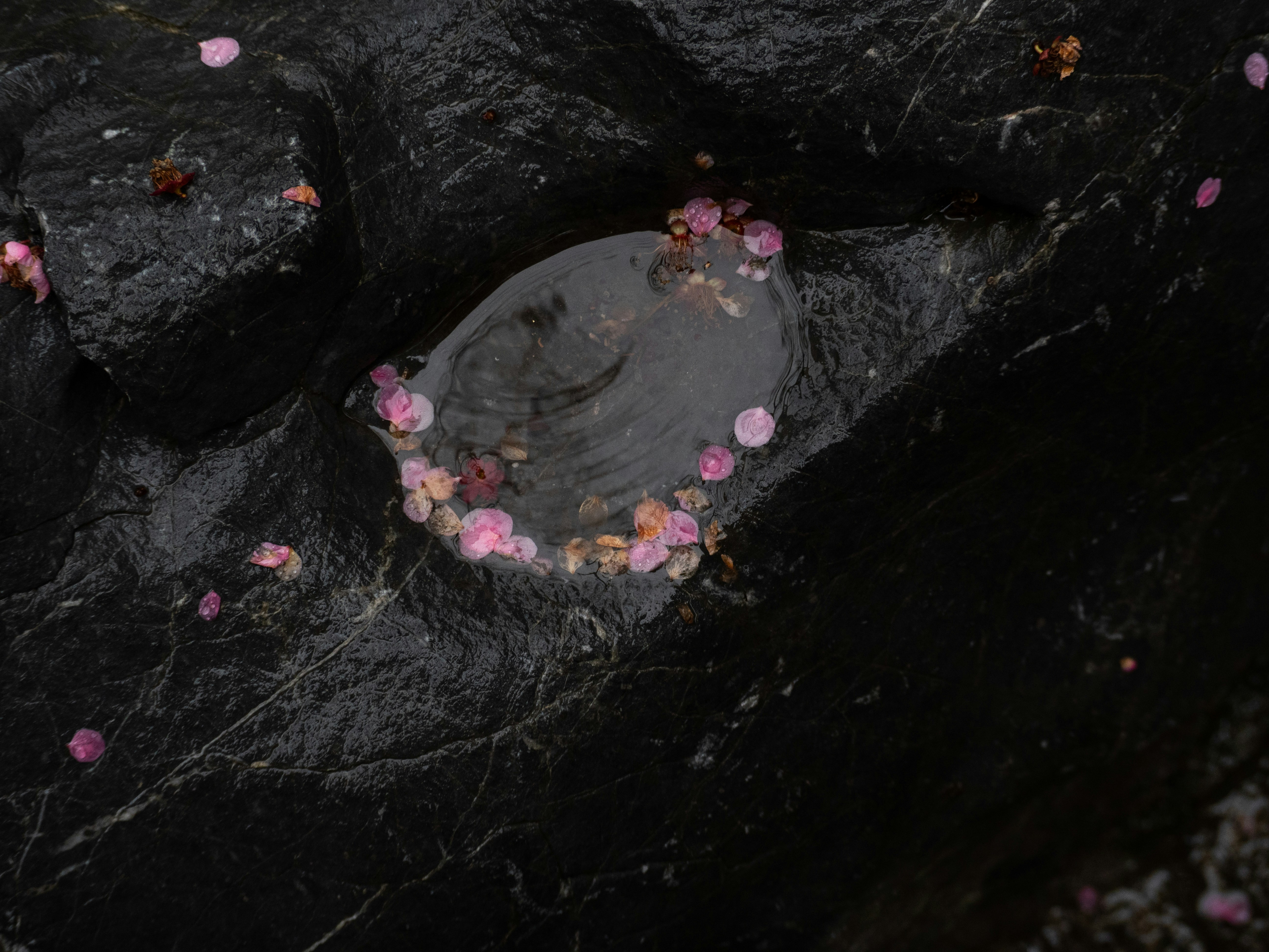 Petal-Ring in a Quiet Black Stone Pool