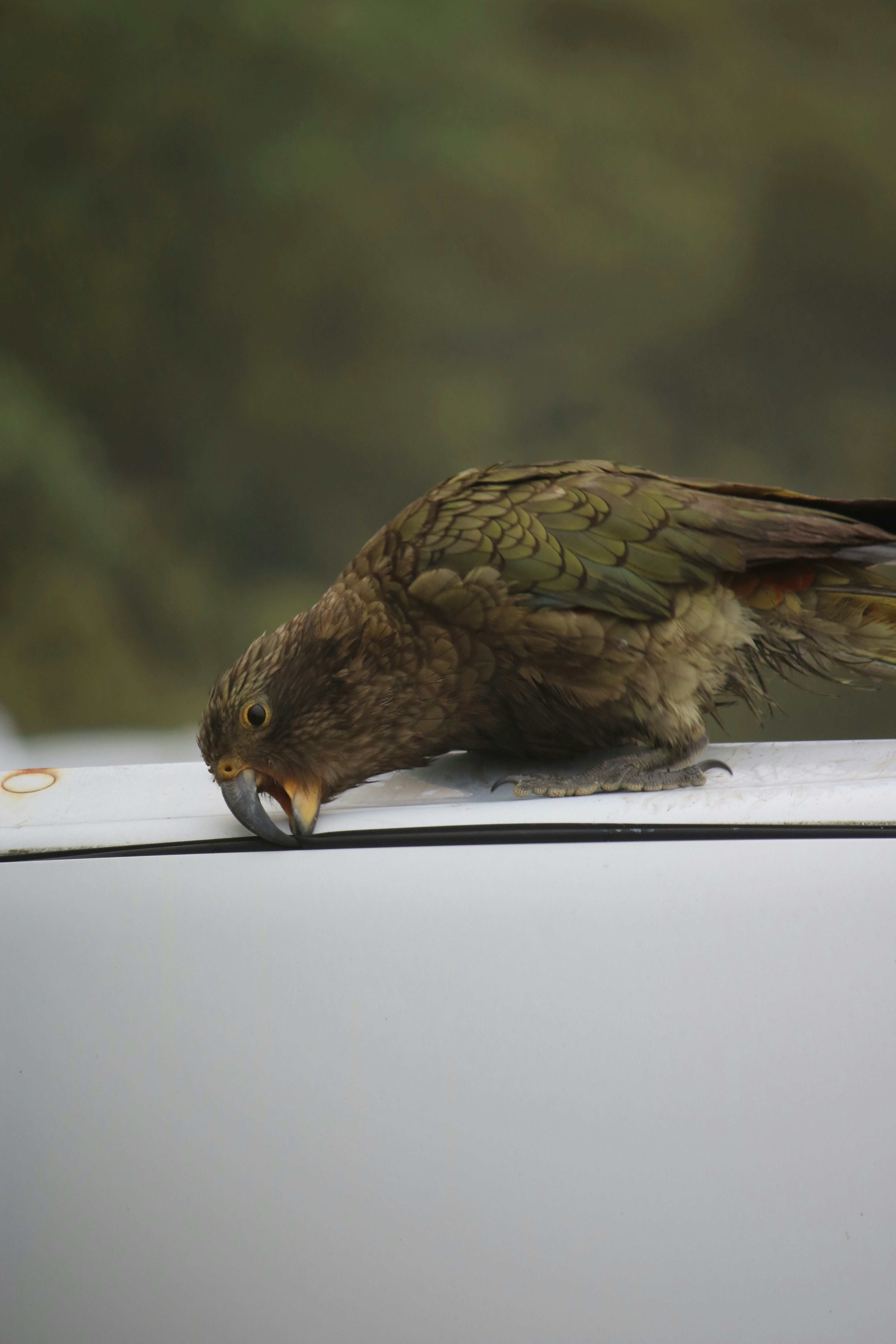 Hawk on the Hood: A Curved Gaze at the Car Roof
