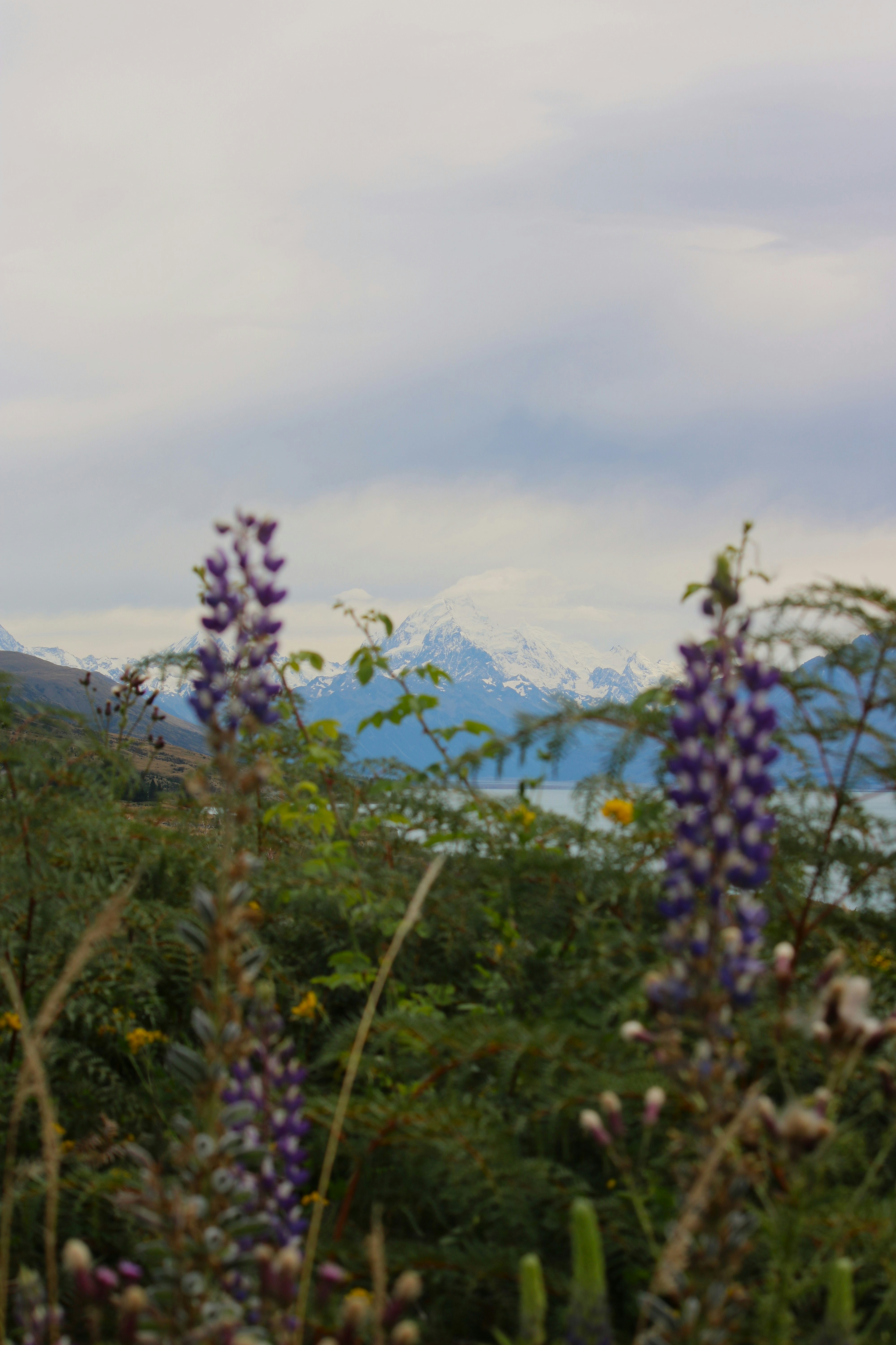 Snowy Peak Veiled in Summer Garden