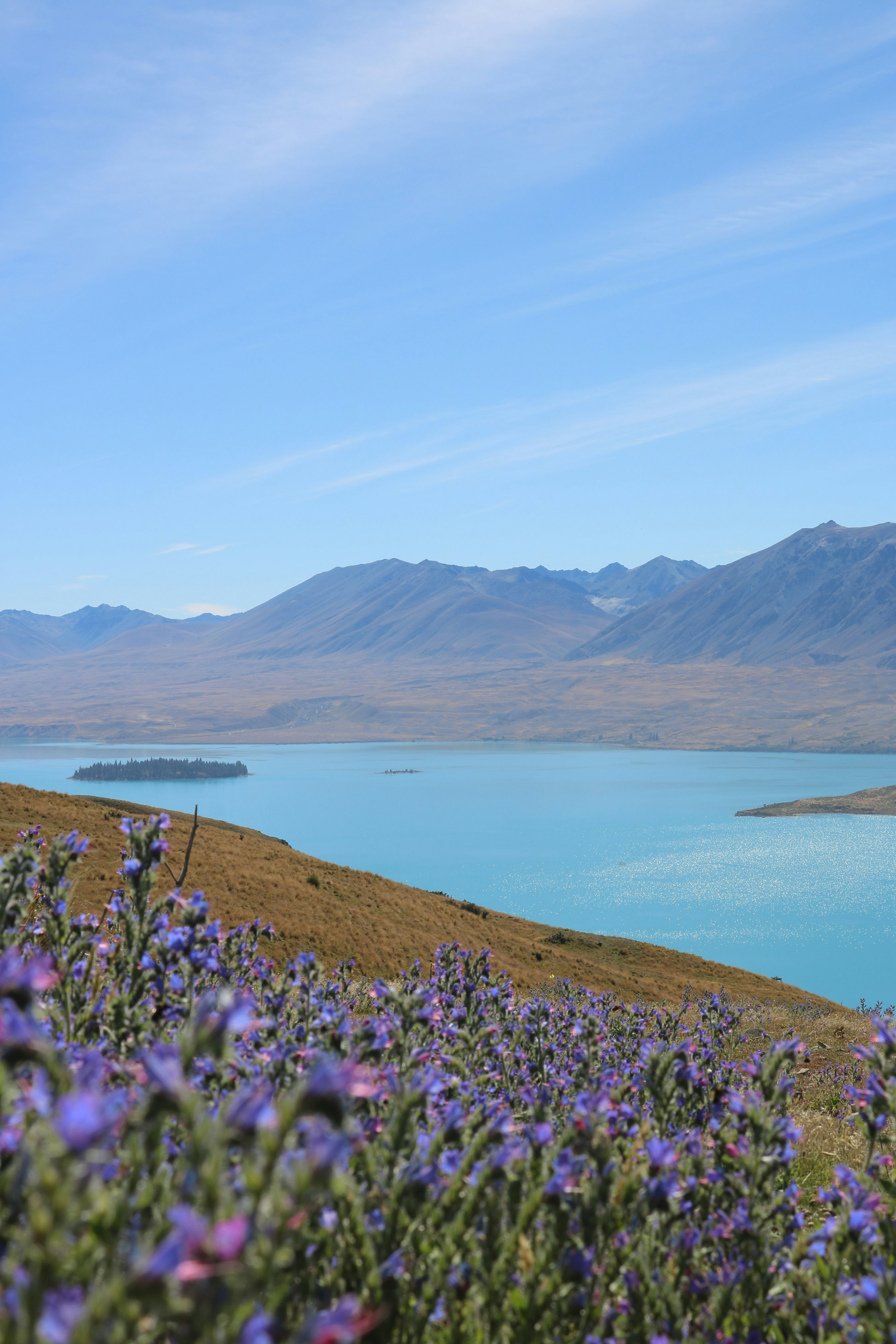 Lavender Front by a Serene Lake Under Azure Peaks