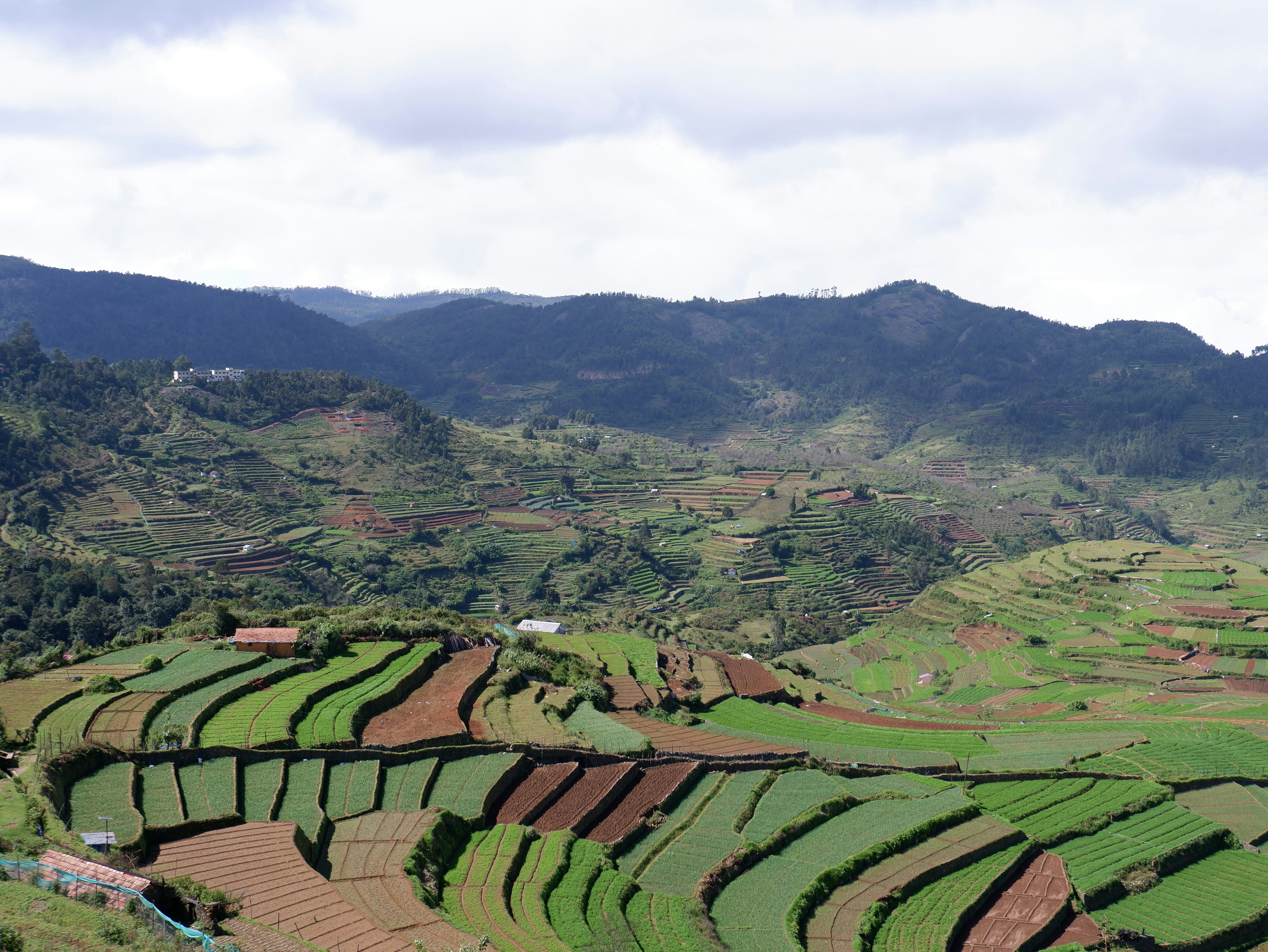 Terraced Verde: A Quiet Panorama of Highland Rice Fields