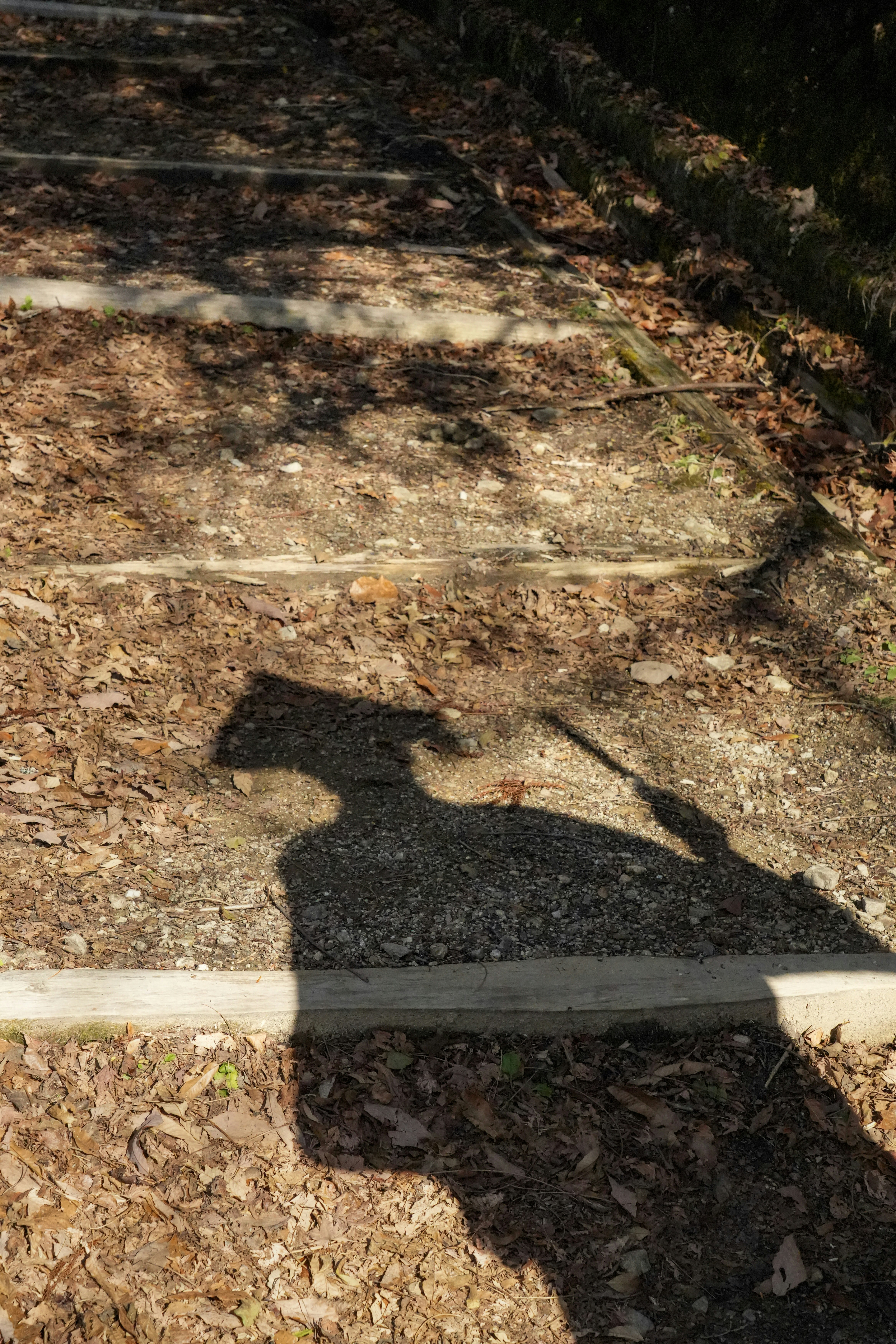 Shadowed Stepway Portrait: A Walk Through Fallen Leaves