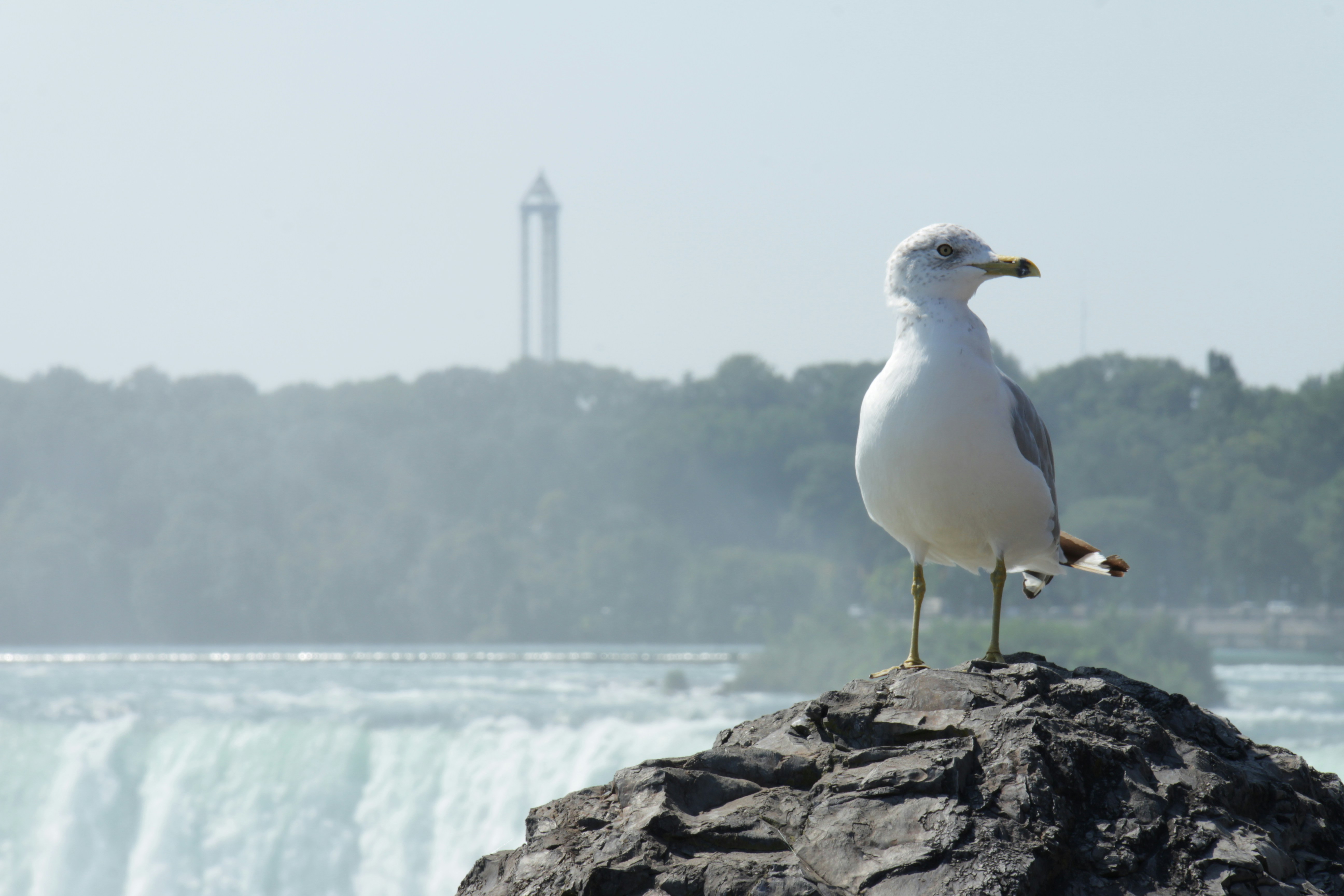 Seabird Sentinel on a Jagged Rock with a Distant Falls