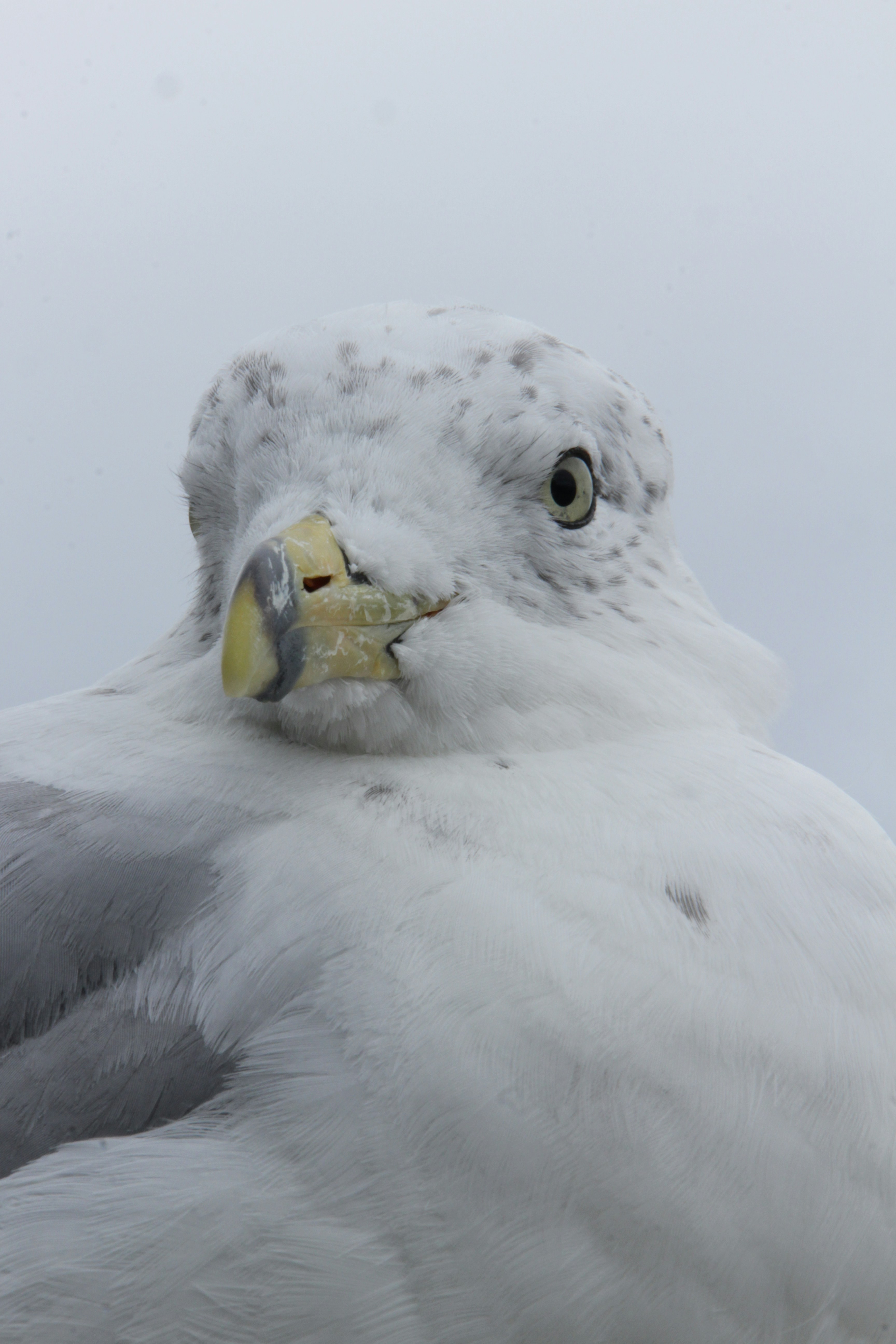 Portrait of a Great Gull in Snowy Gaze