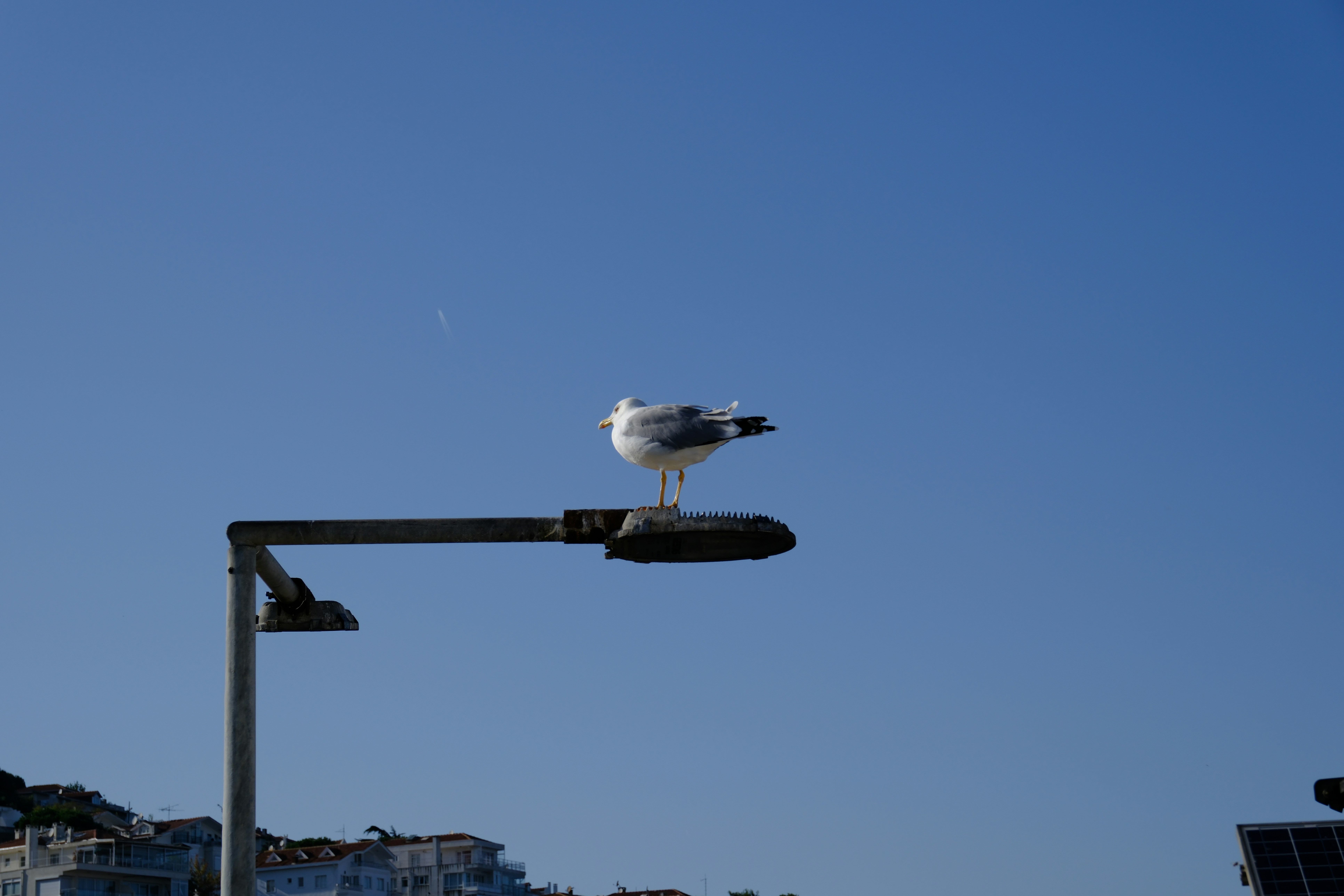 Seabird Sentinel on a lone streetlight under a vast blue sky