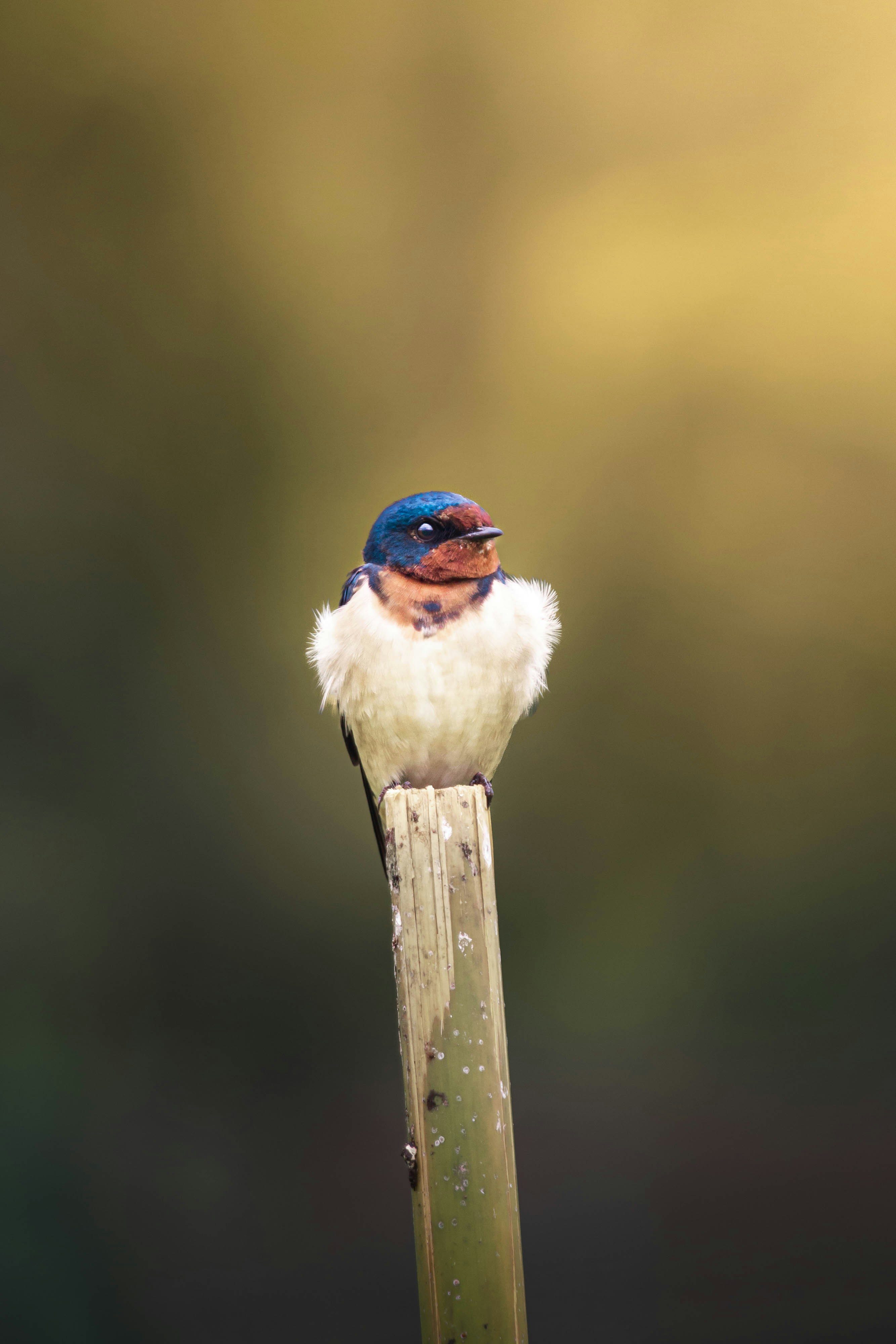 Blue-crowned Kingfisher Perched on a Weathered Reed