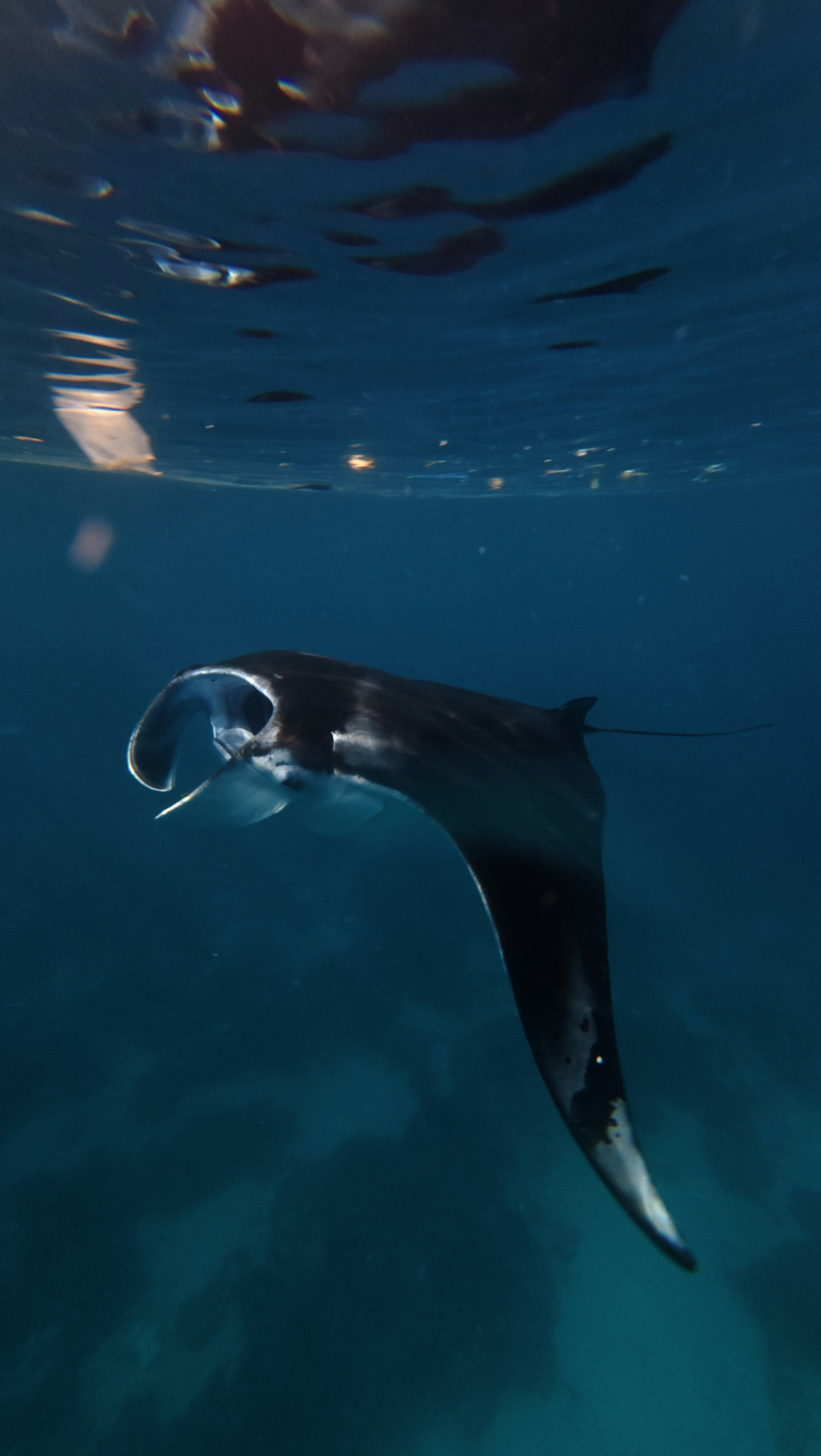 A manta ray swims gracefully in deep blue ocean water.