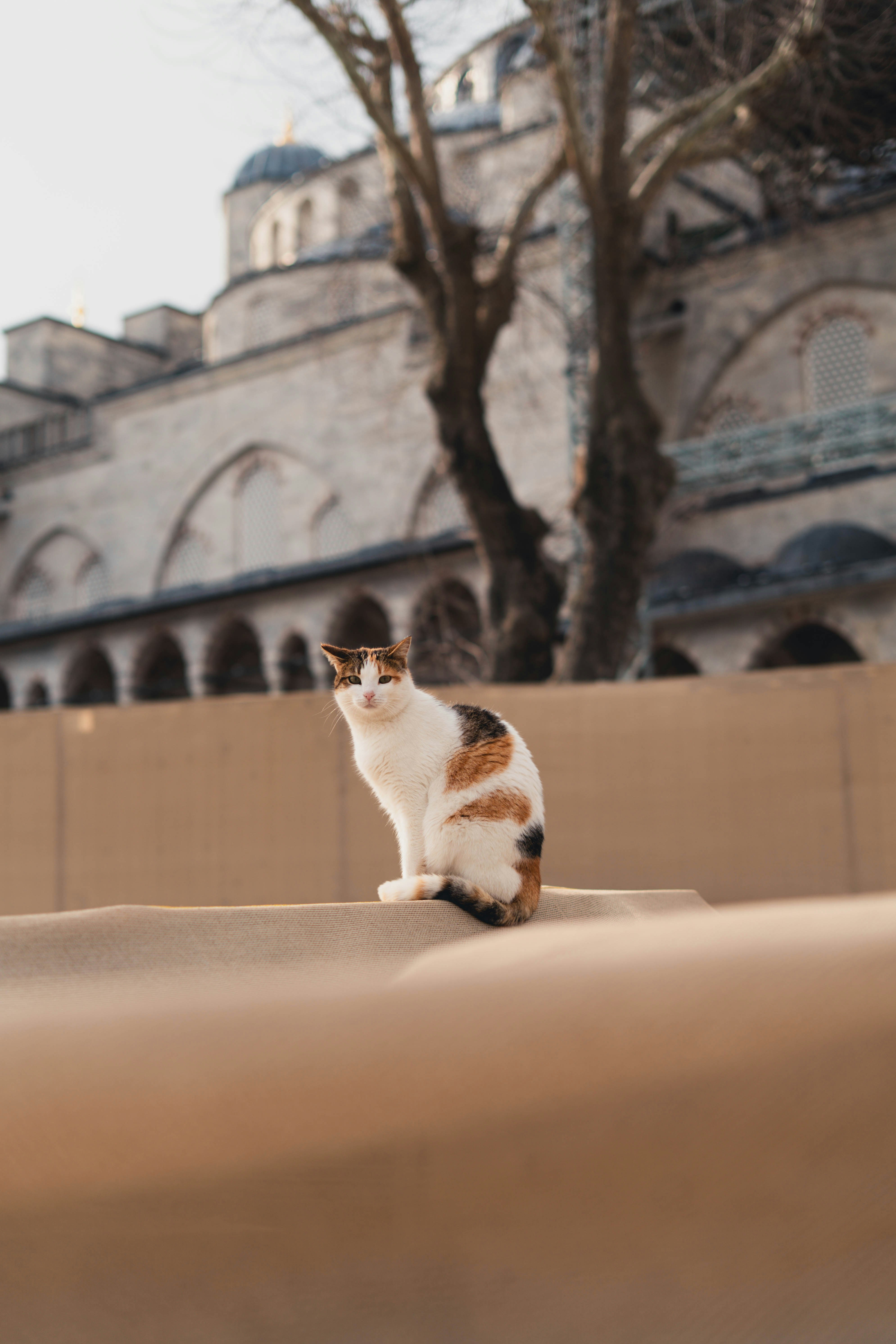 Solitary Calico Gaze atop the Sand