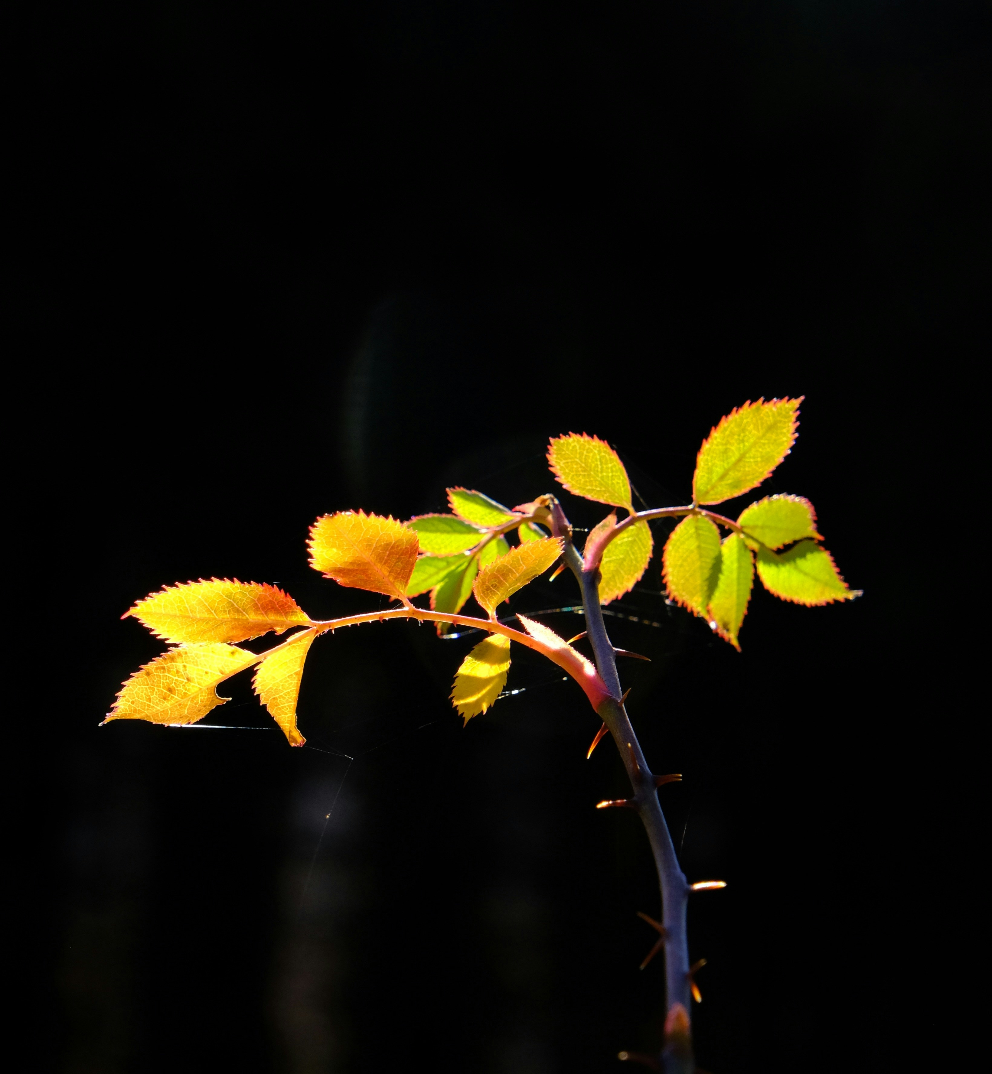 Emerald Pin on Velvet Night: A Leaf in Sunlit Focus