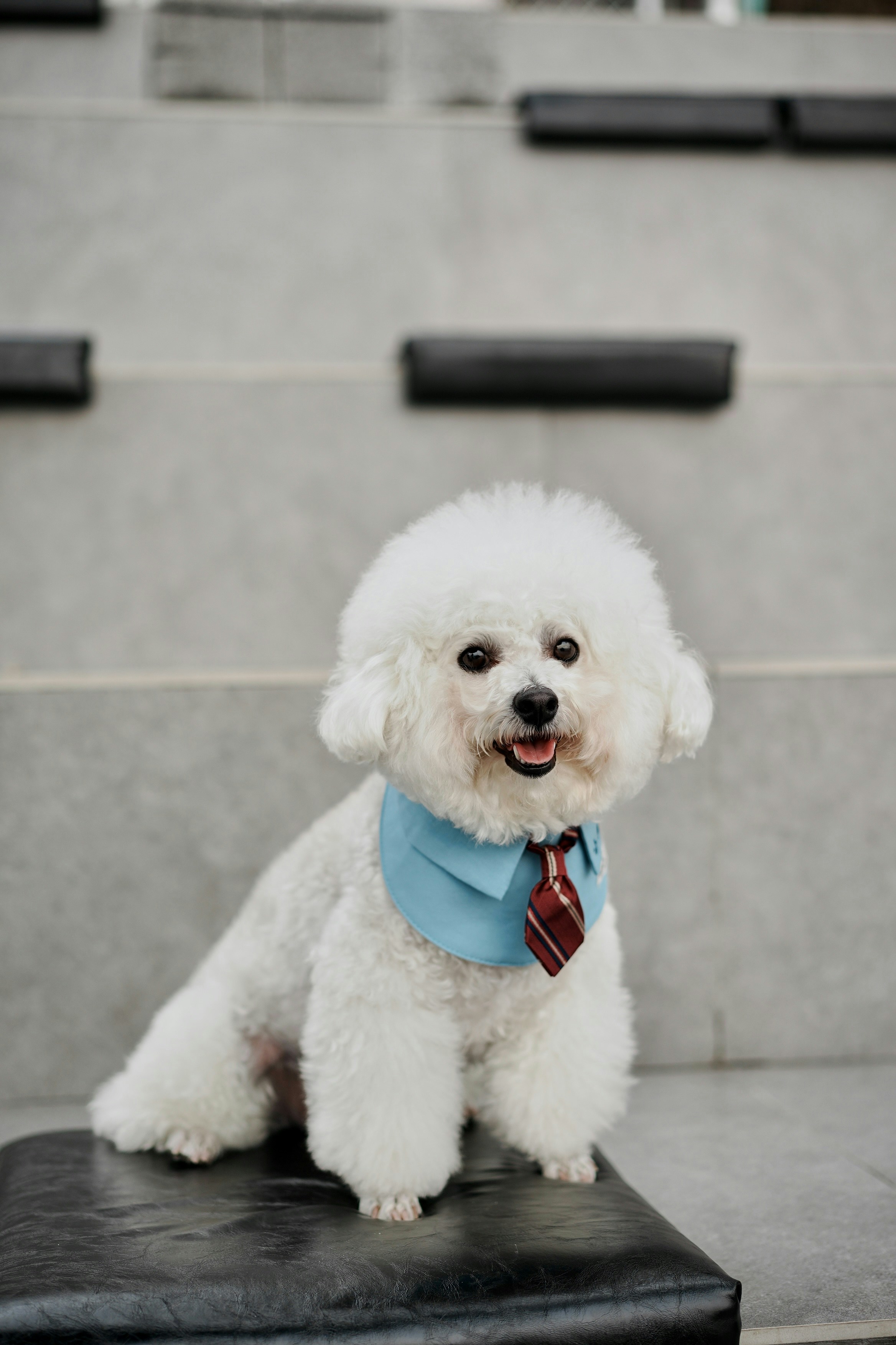 Gentle Maltese in a City Stairway, Smiling at the Camera