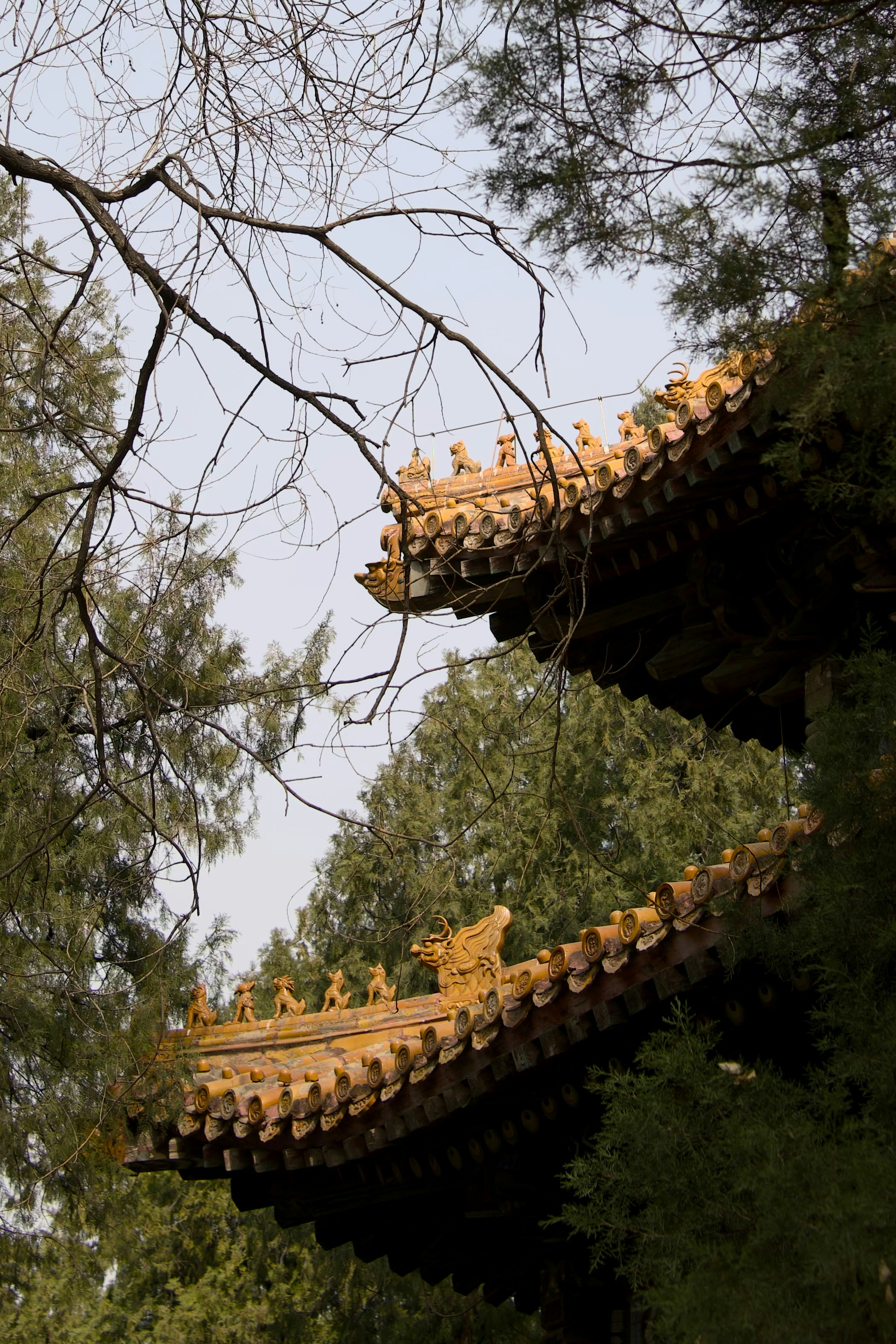 Golden Rooflines: Temple Roof Ornaments Set Against Verdant Pines