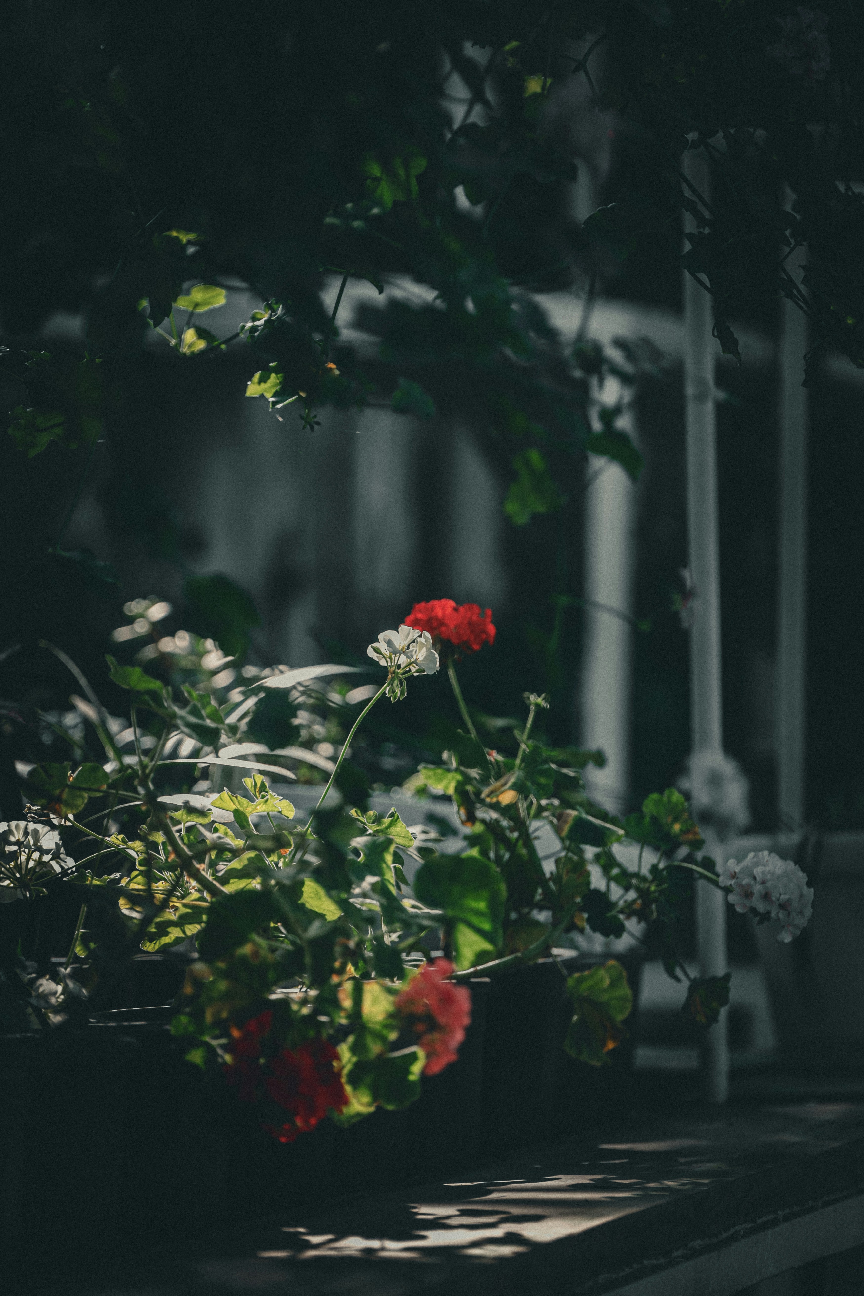 A Crimson Bloom in Dappled Shade