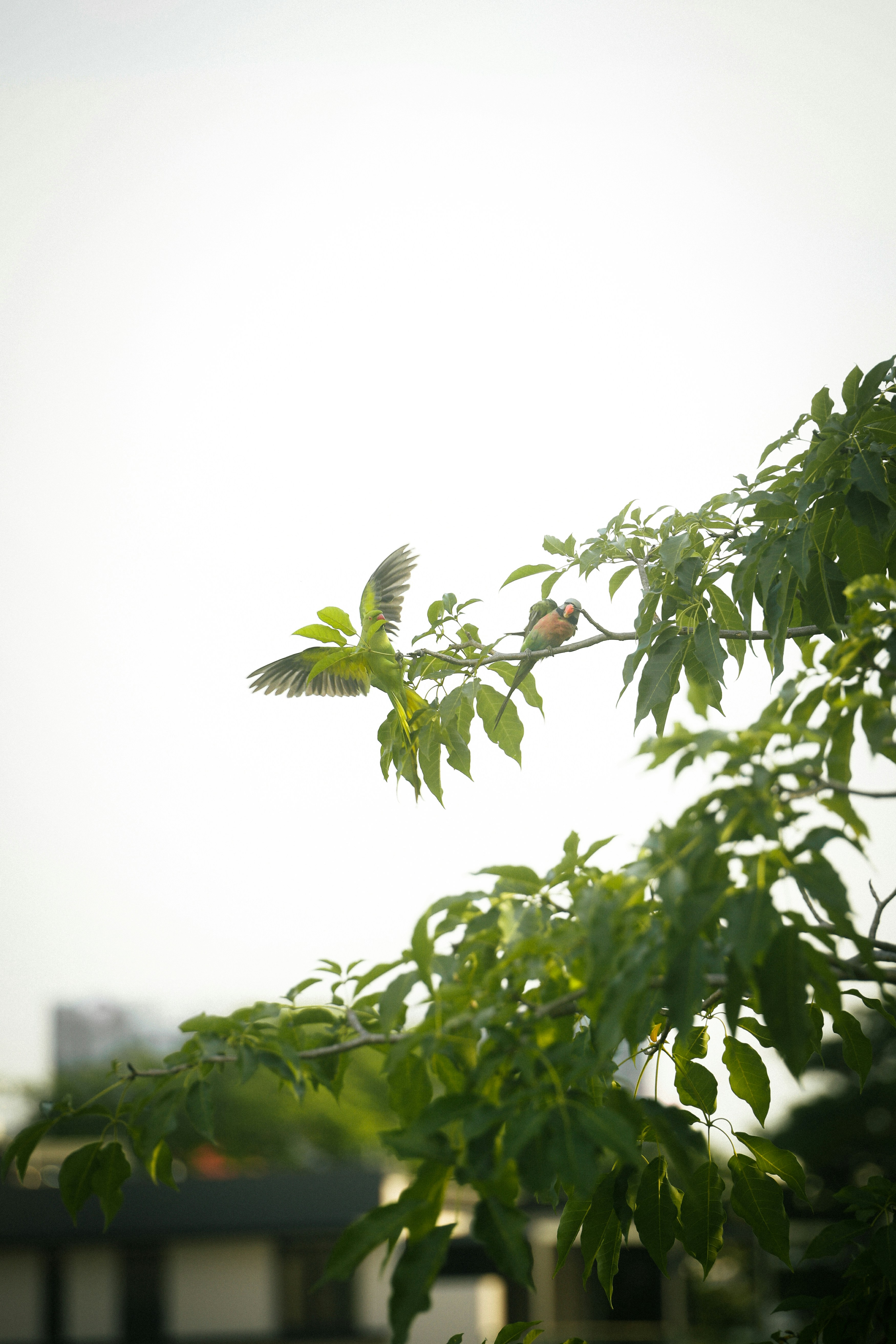 Bird in Flight Above Verdant Branches