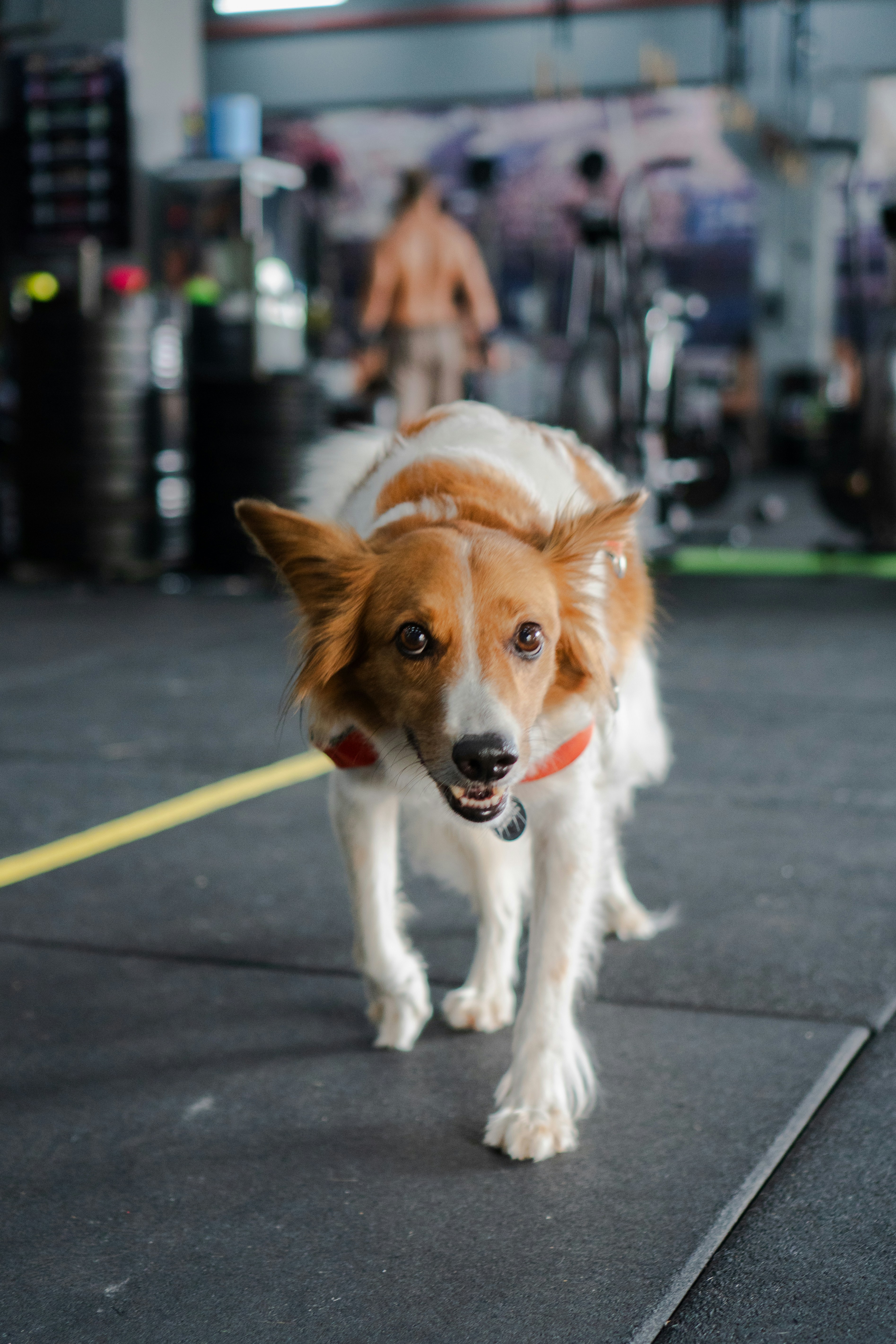 Energetic dog with orange and white coat approaches the camera in an indoor gym setting; focus on the animal with blurred background and workout equipment visible in the distance.