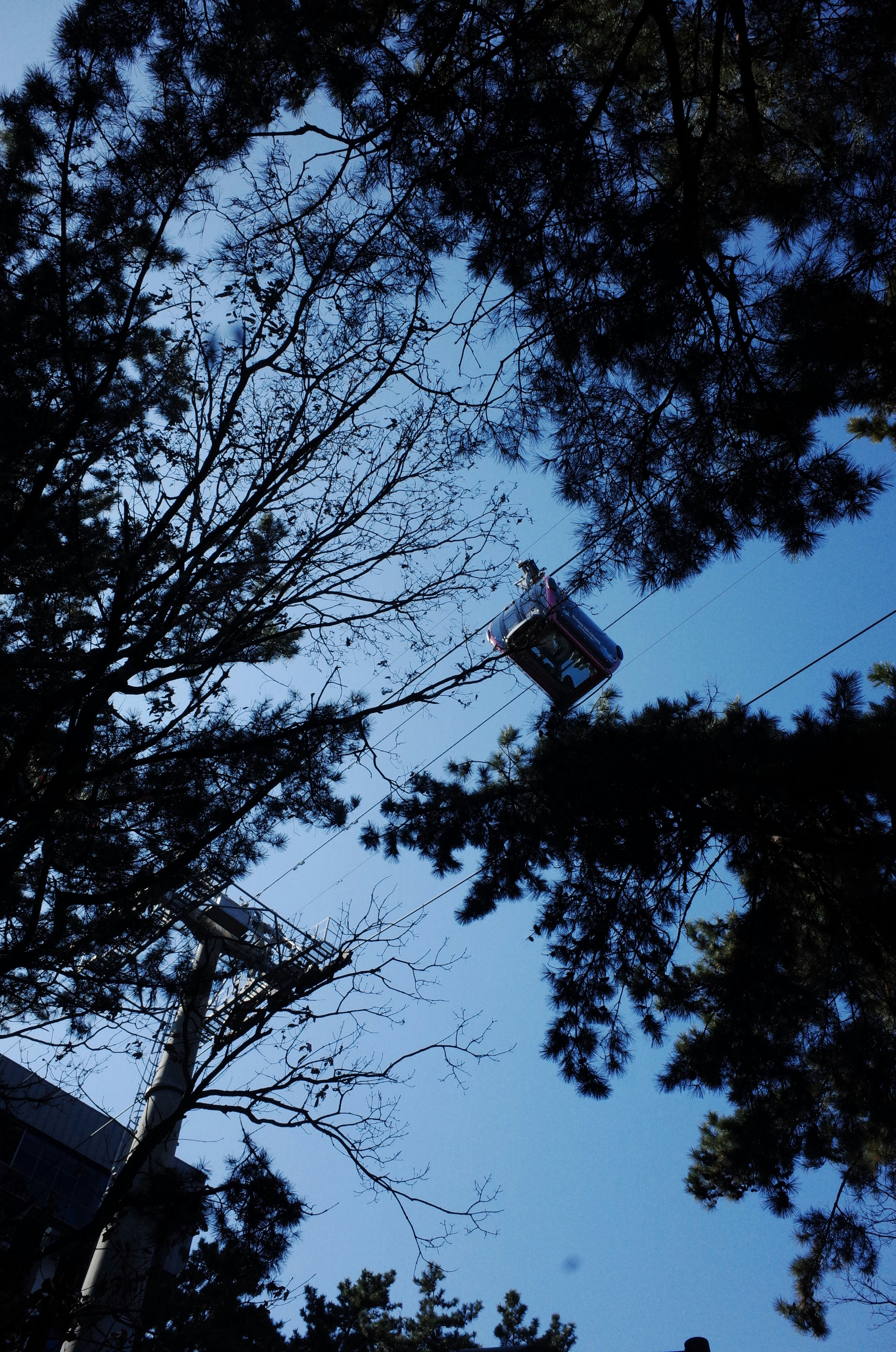 Skyline Ride: A Cable Car Traverses Between Branches Beneath a Clear Blue Sky