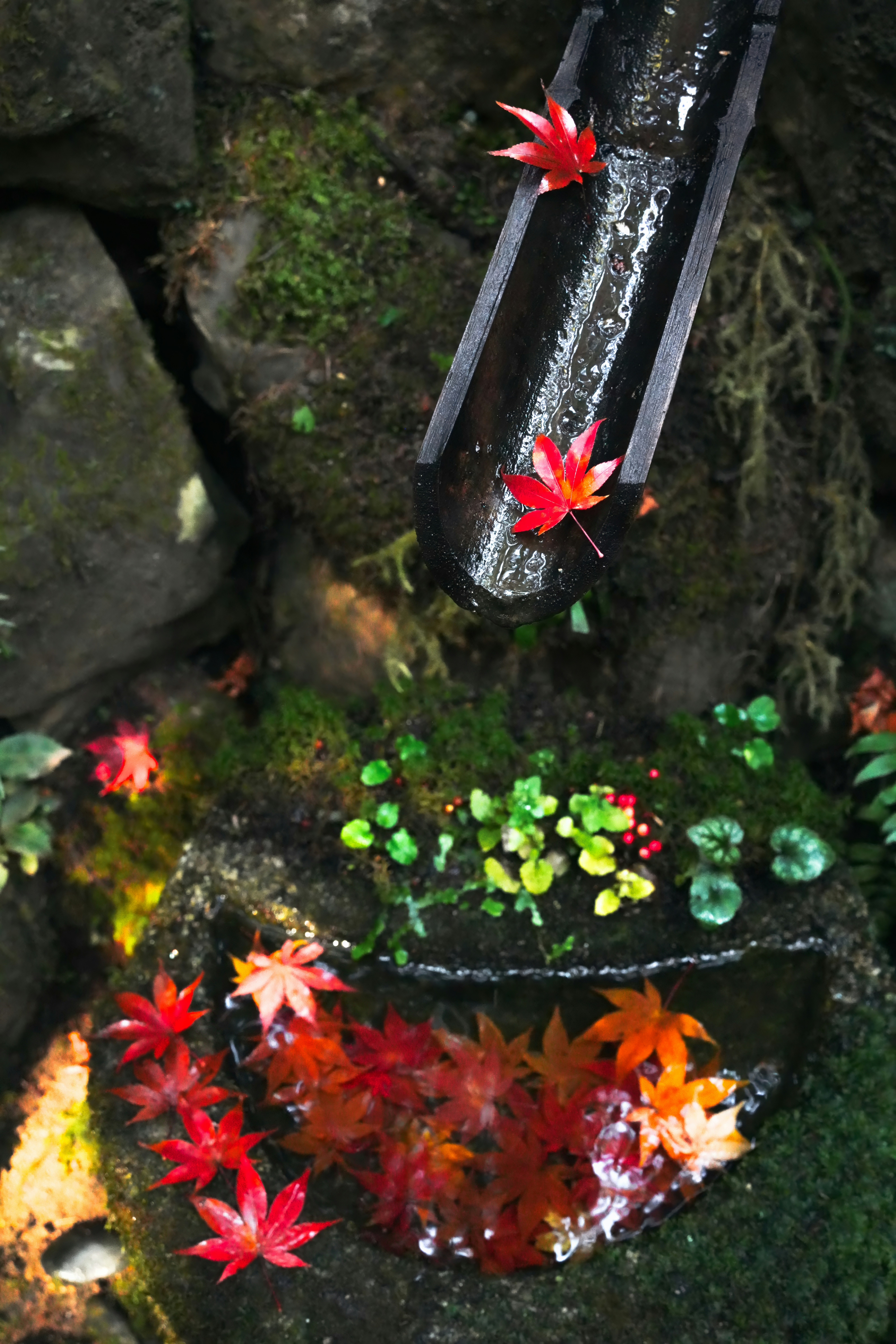 Autumn Leaves in a Wet Stone Channel