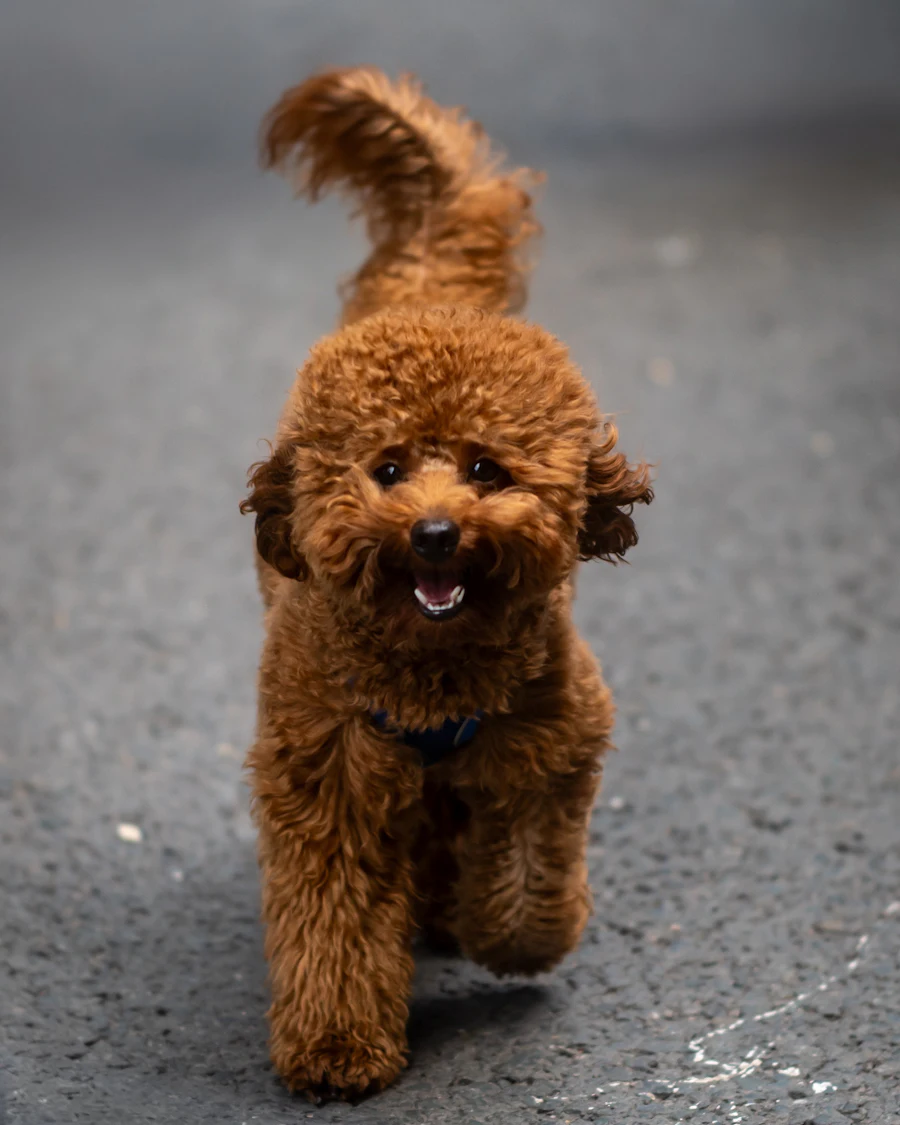 Brown toy poodle dashes toward the camera with a wagging tail on a paved path, smiling face and bright eyes in sharp focus. Note: this is a candid pet photograph.