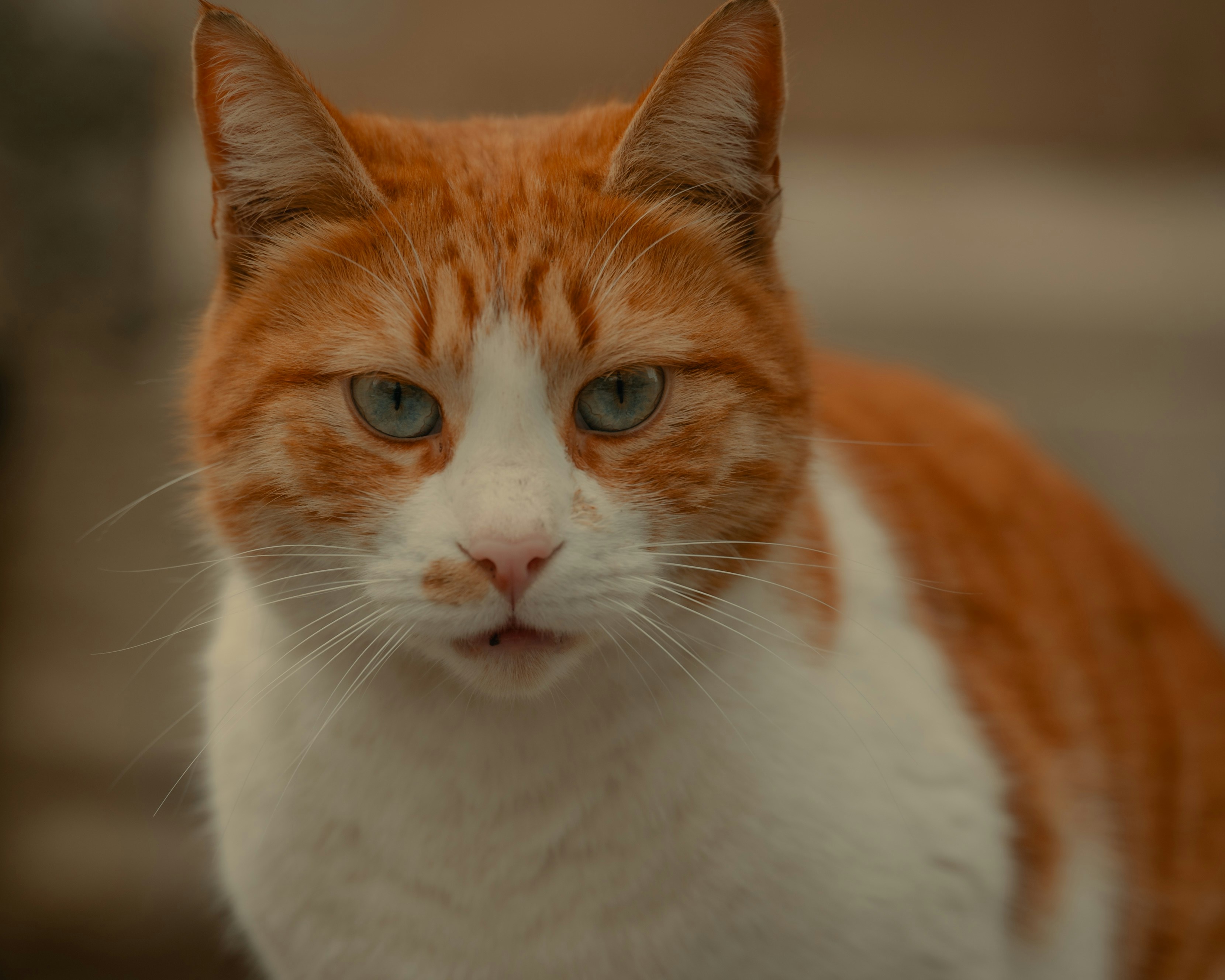 Soft Focus Portrait of a Calm Orange-White Cat