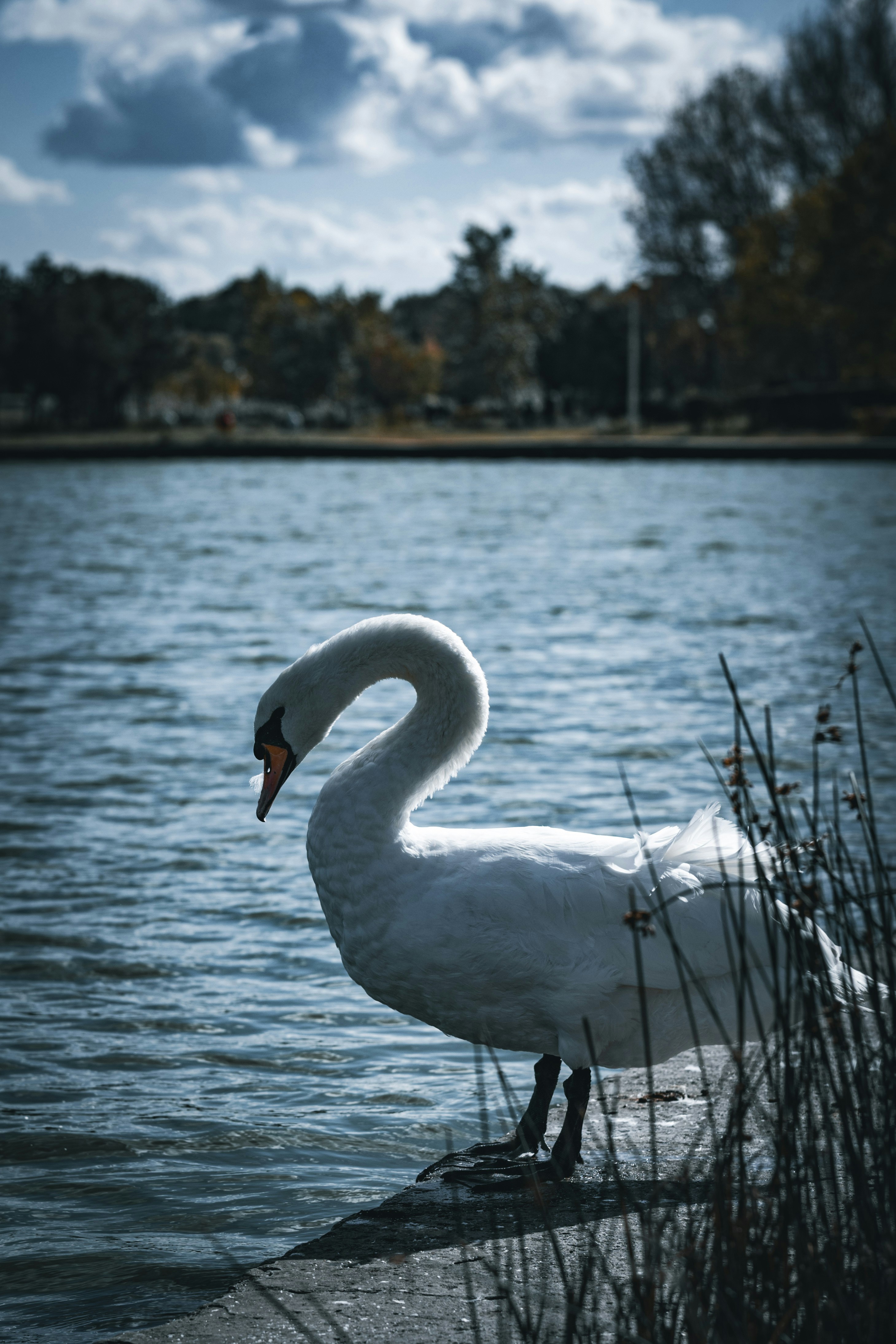Silent Swan at the Waterfront Edge