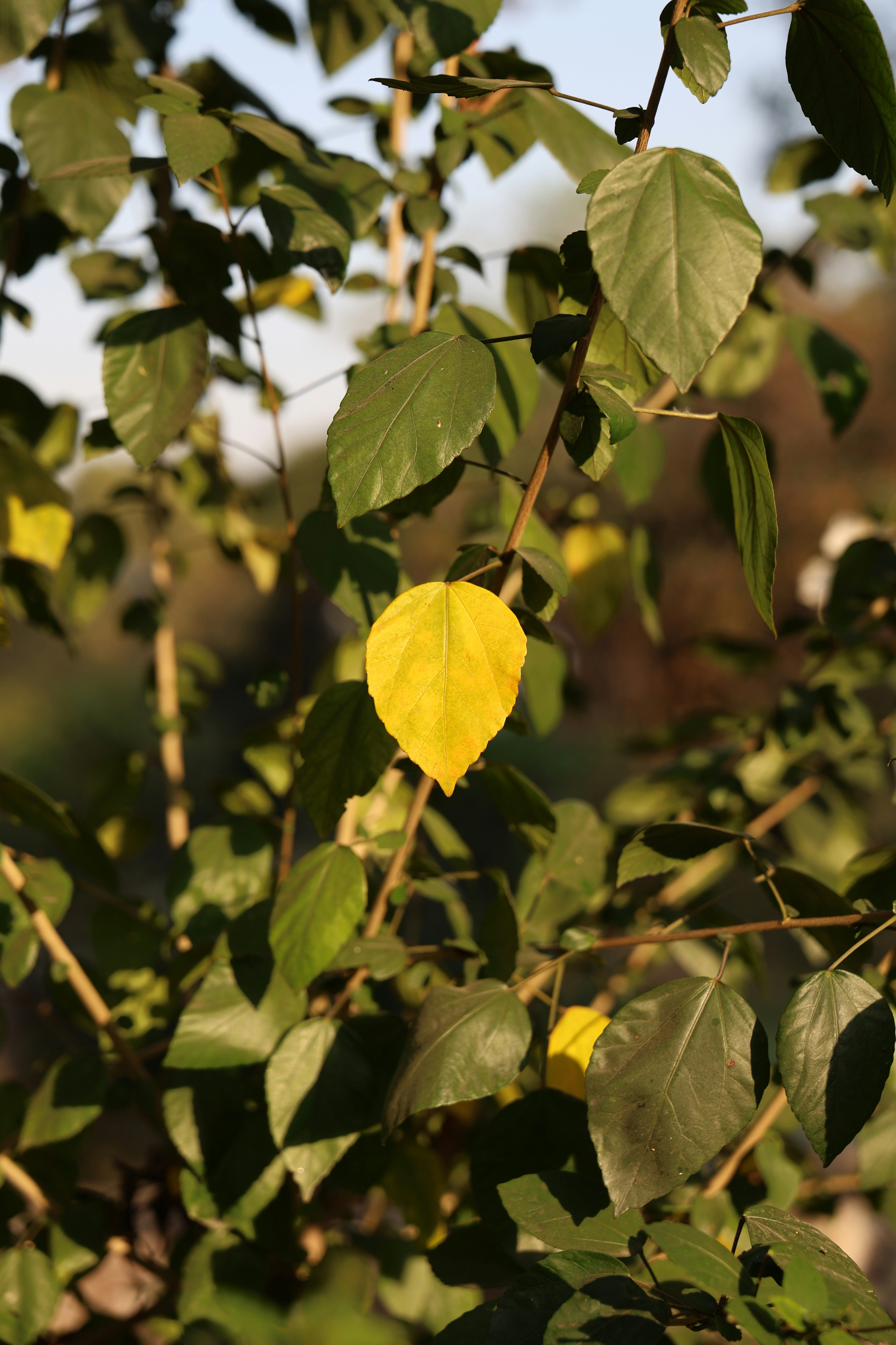 One bright yellow leaf among green: autumn spotlight on a single leaf