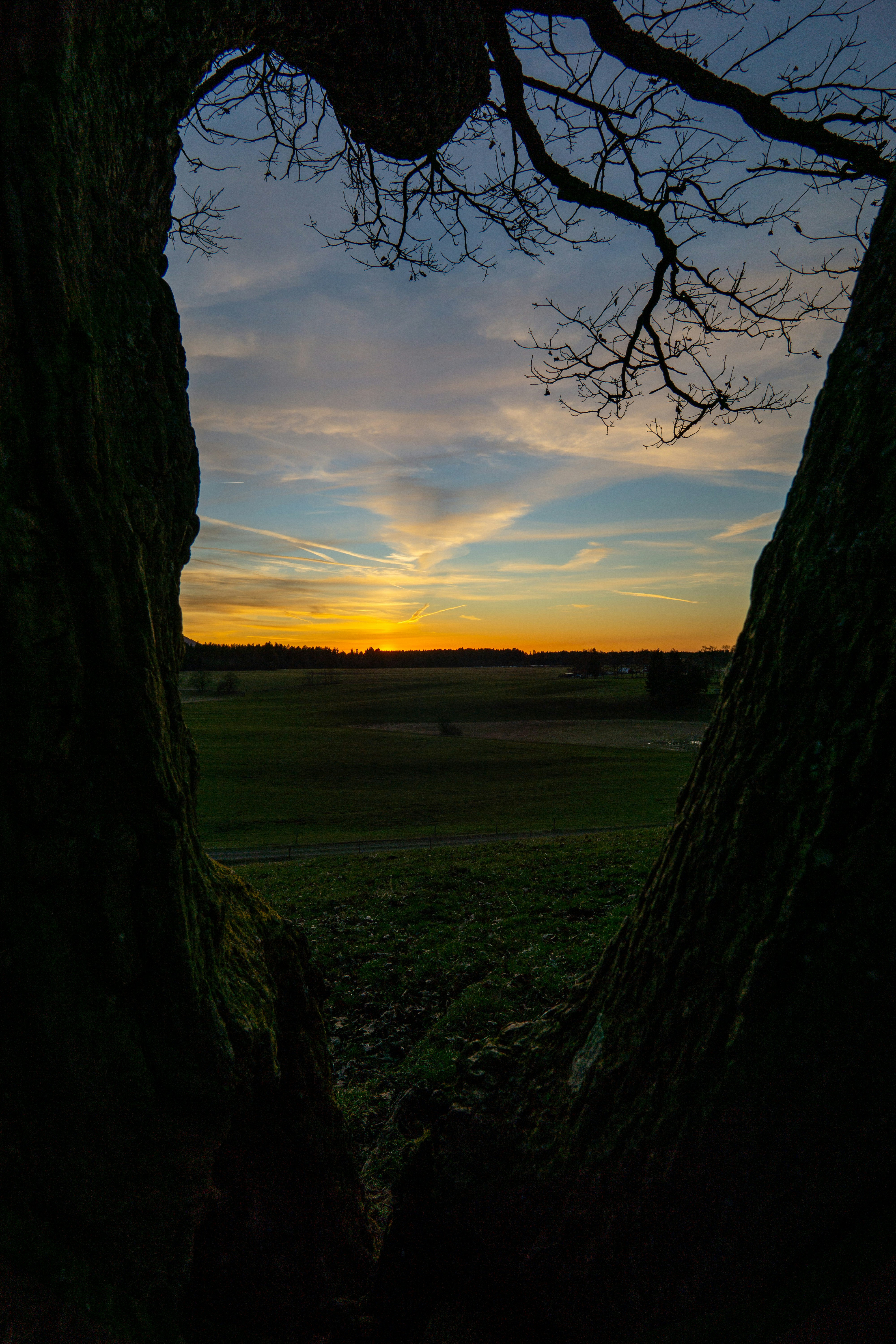 Sunset Through a Narrow V of Ancient Trees