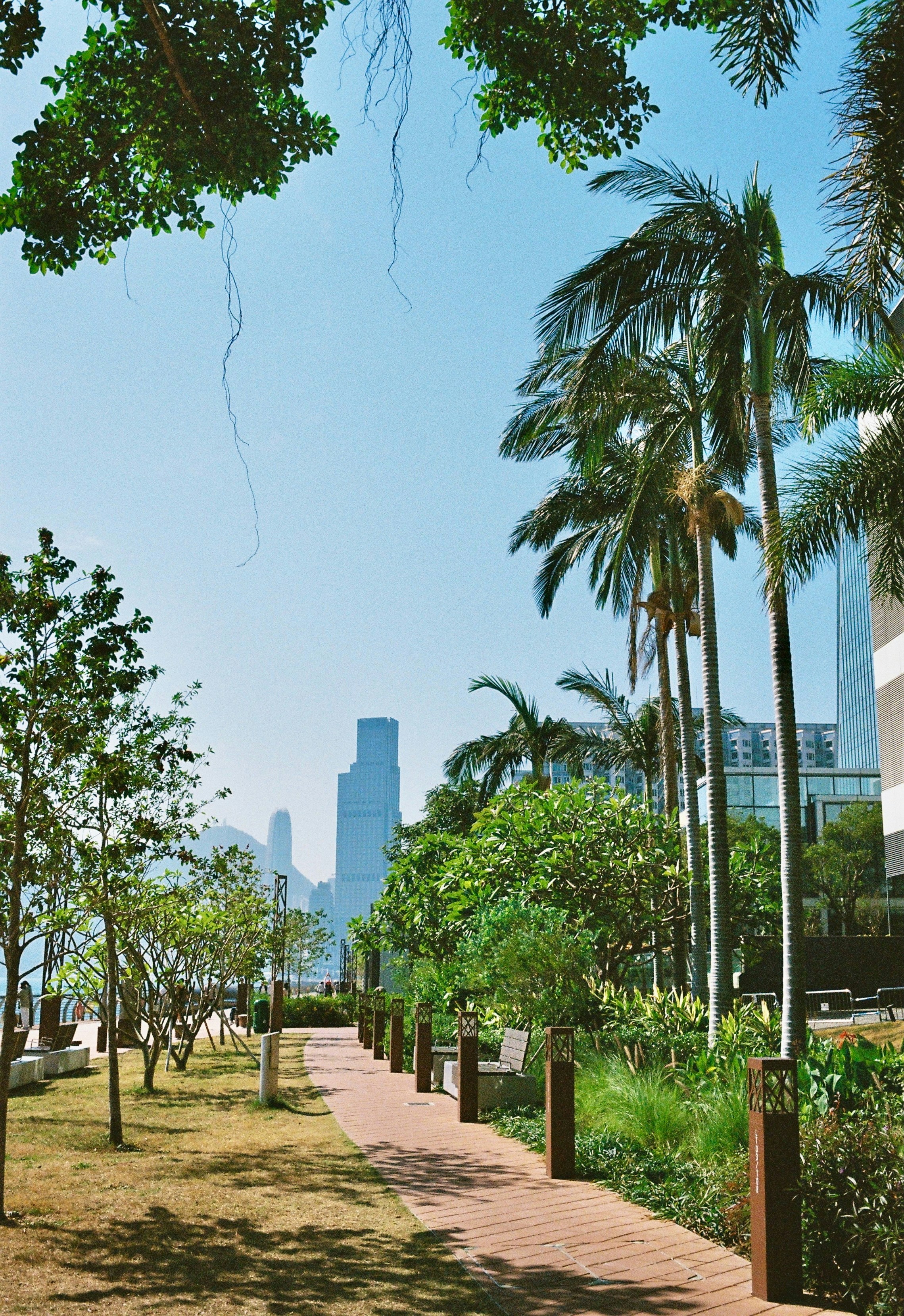 Sunlit Palm Walkway Toward a Distant Skyline