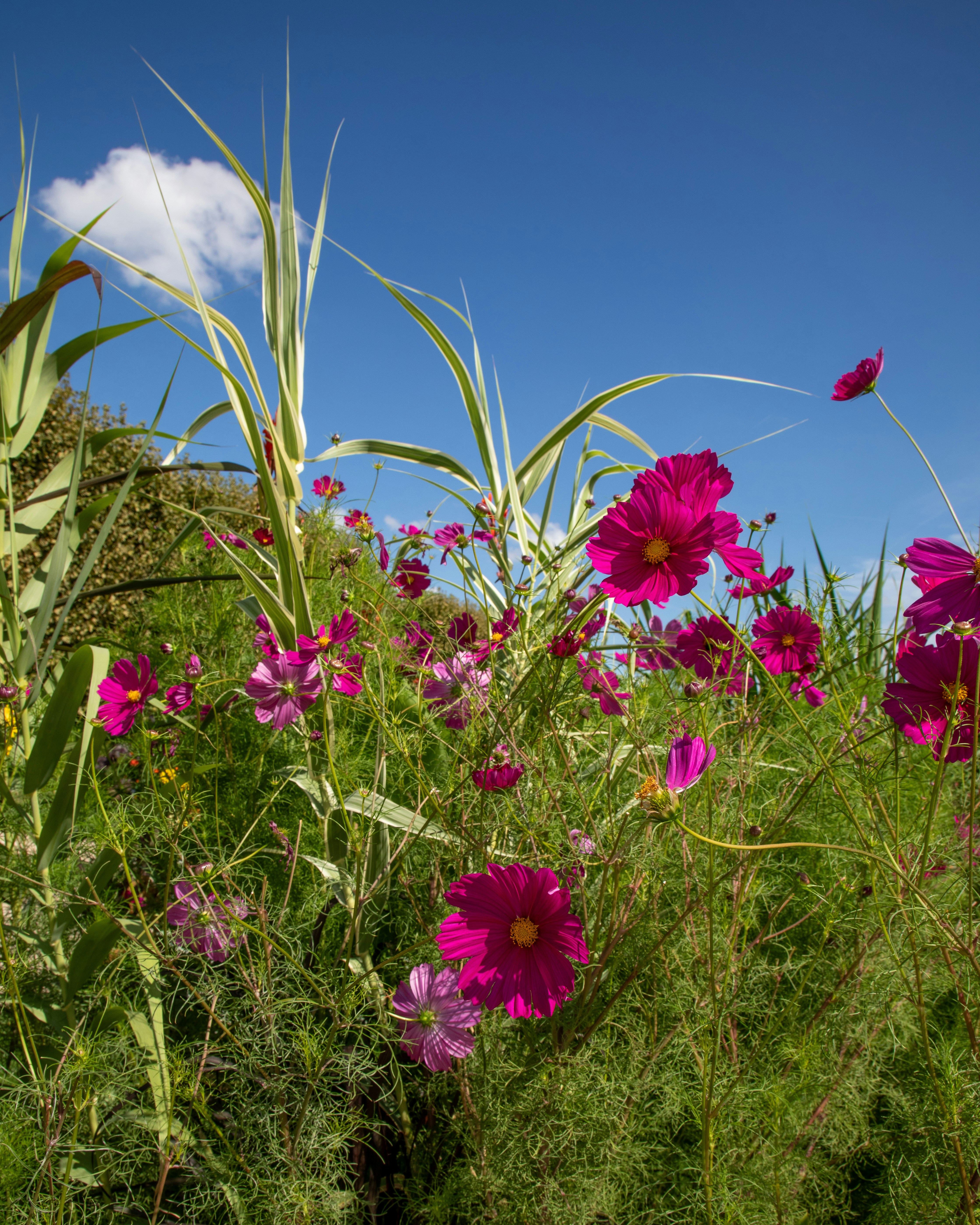 Vivid Magenta Blooms Against a Clear Summer Sky