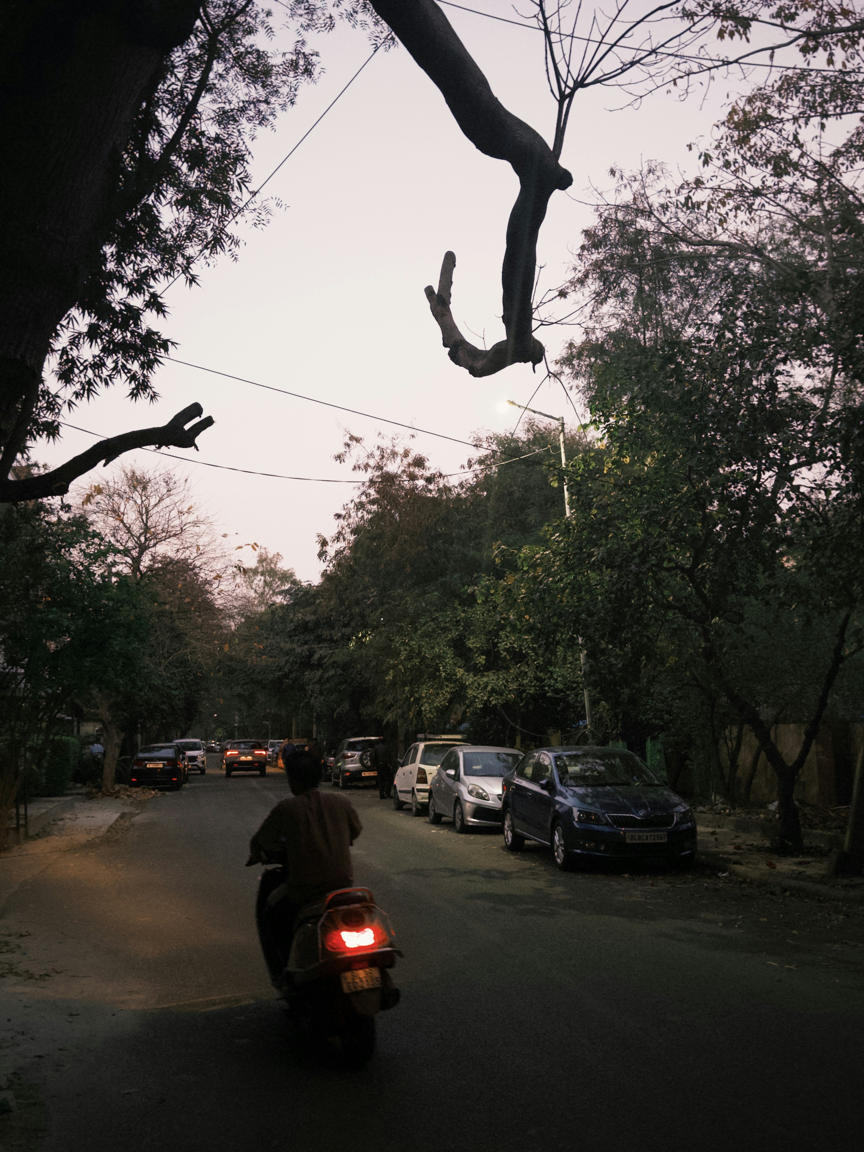 Night Ride Under a Swinging Tree Spine