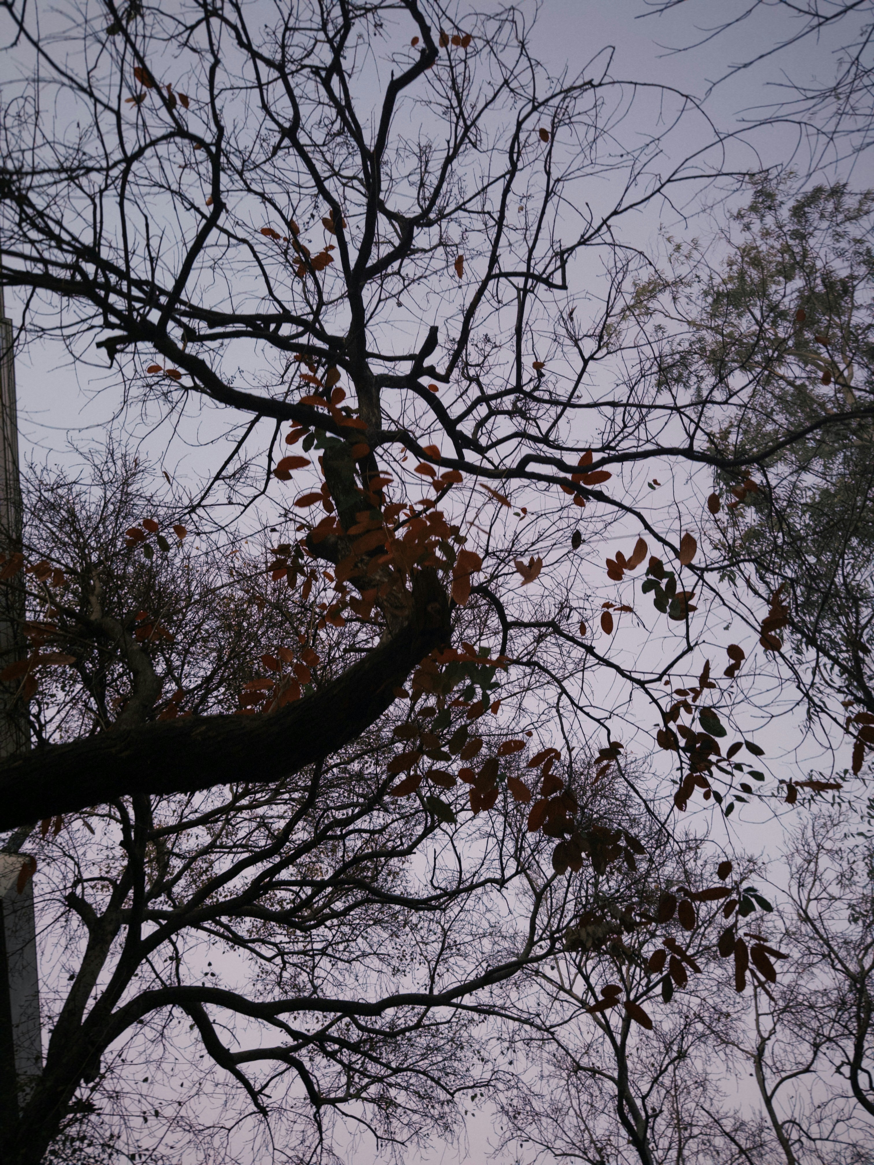 Low-Angle Silhouette: Gnarled Tree Against Winter Sky