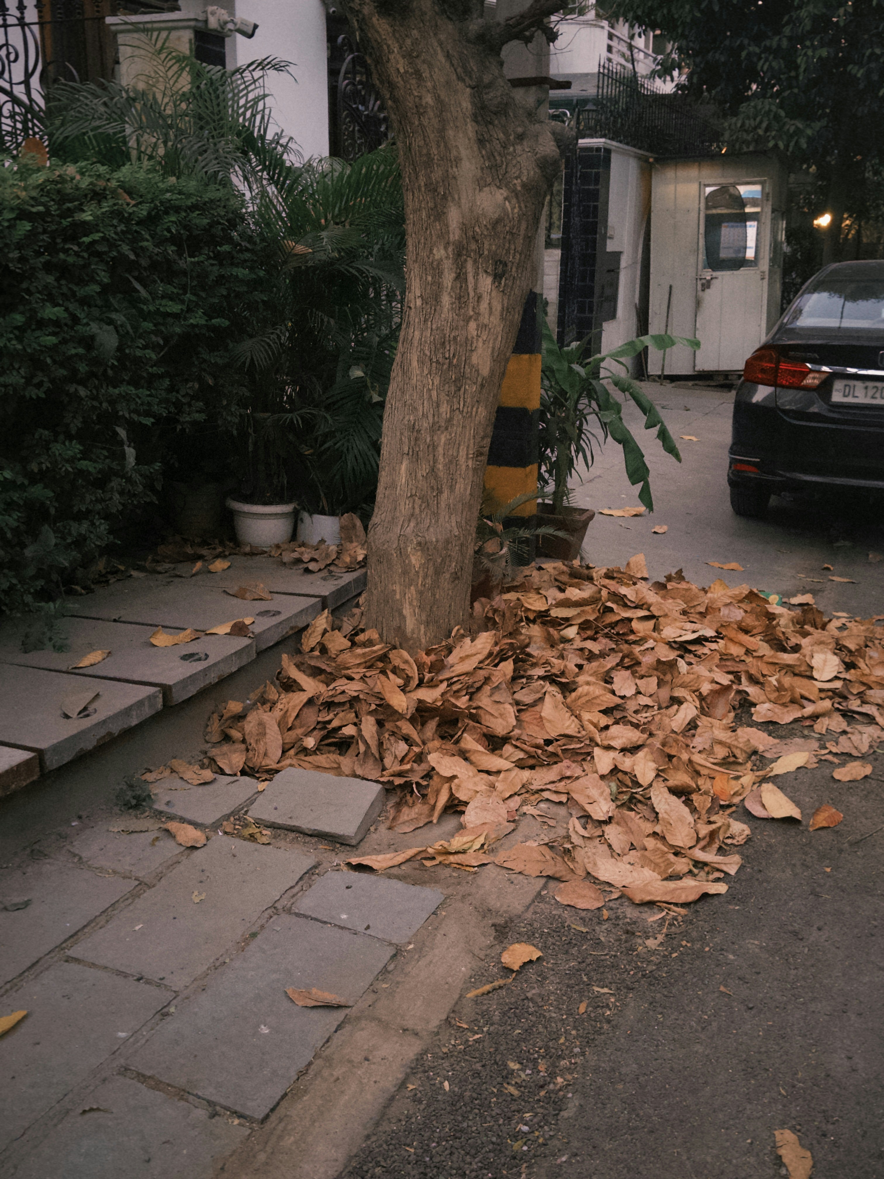 Leaf Pile at the Base of a Street Tree