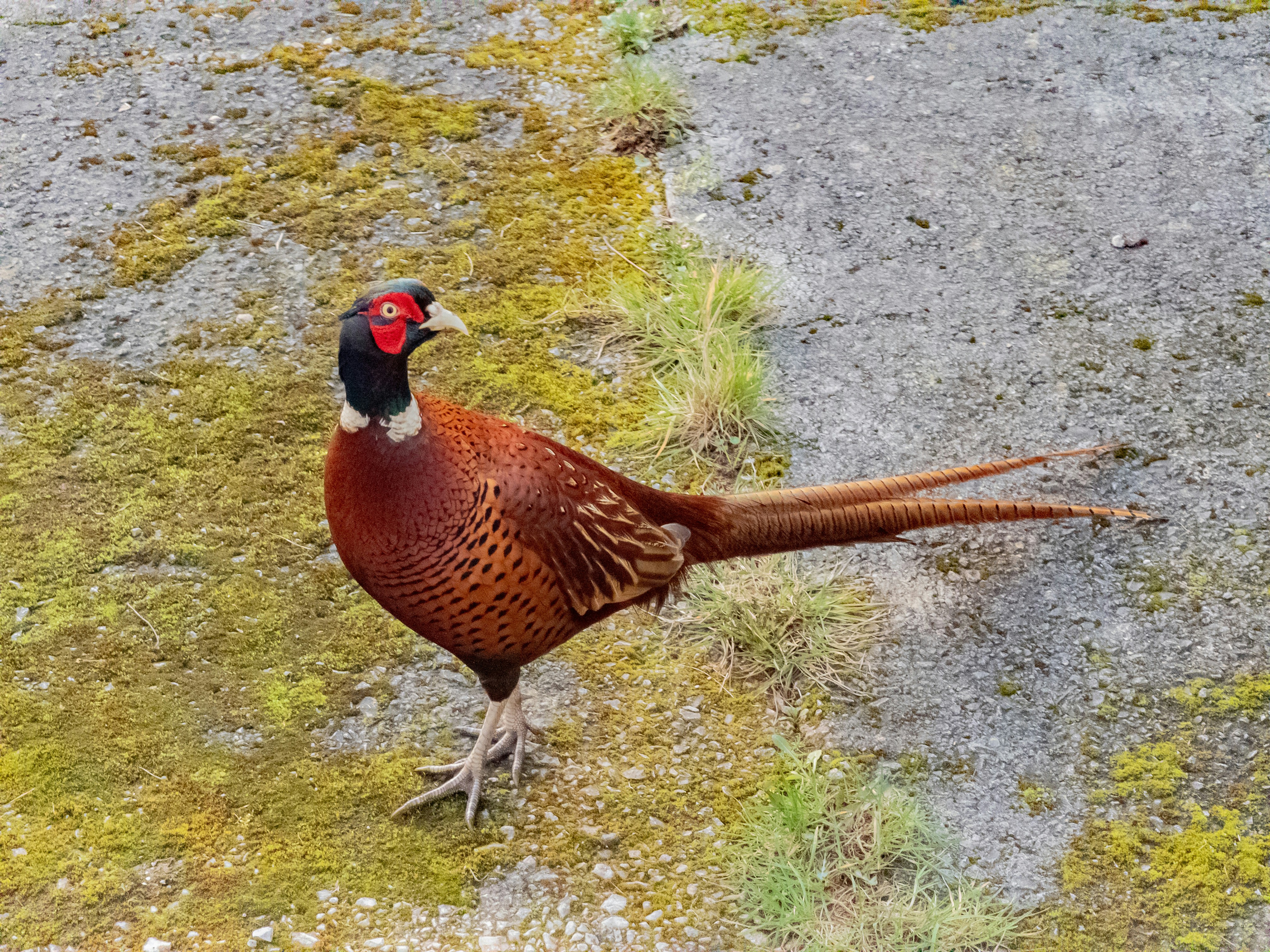Red-checkered Wanderer: A pheasant on mossy pavement