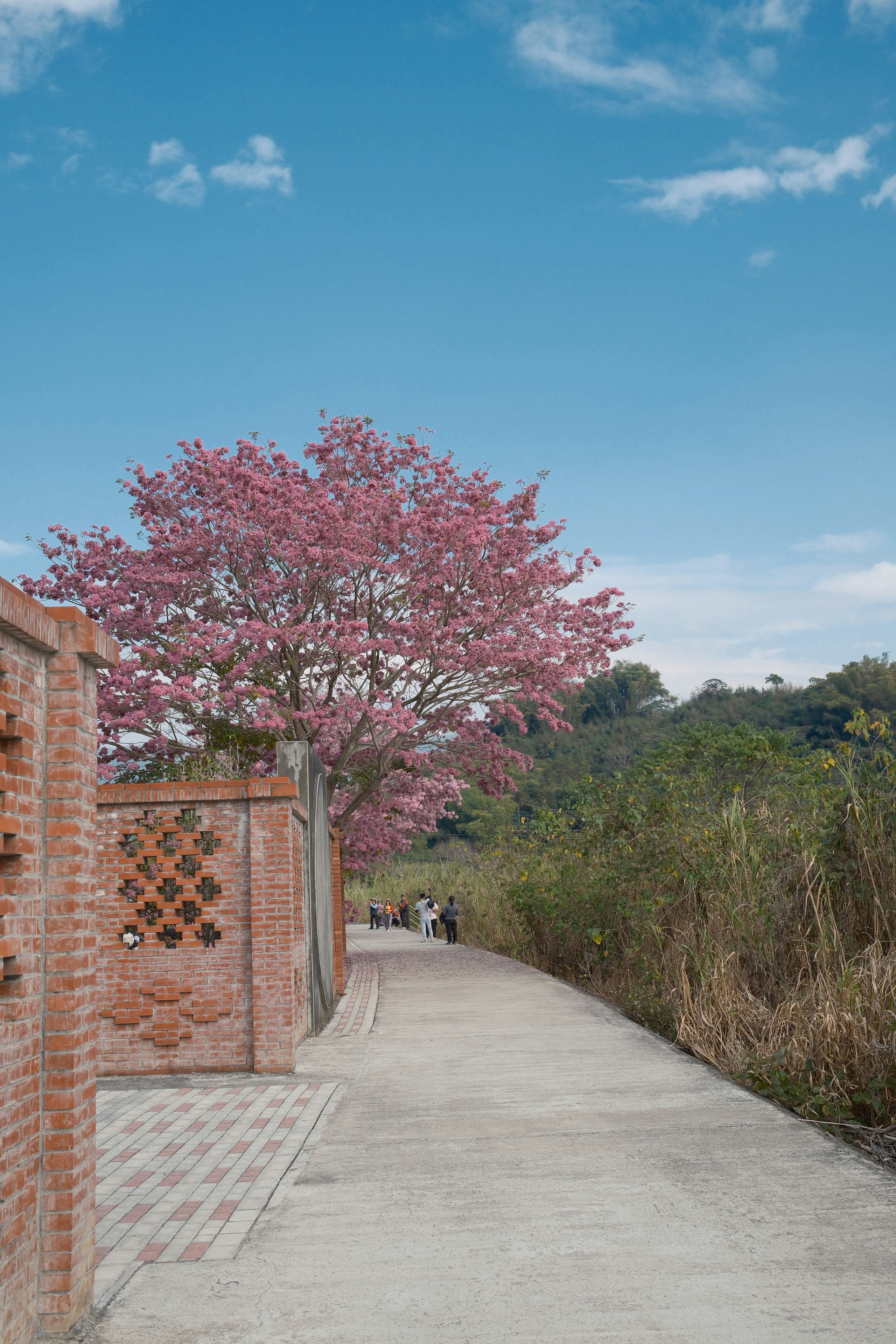 Blossom Avenue: A Quiet Walk Under a Pink Canopy