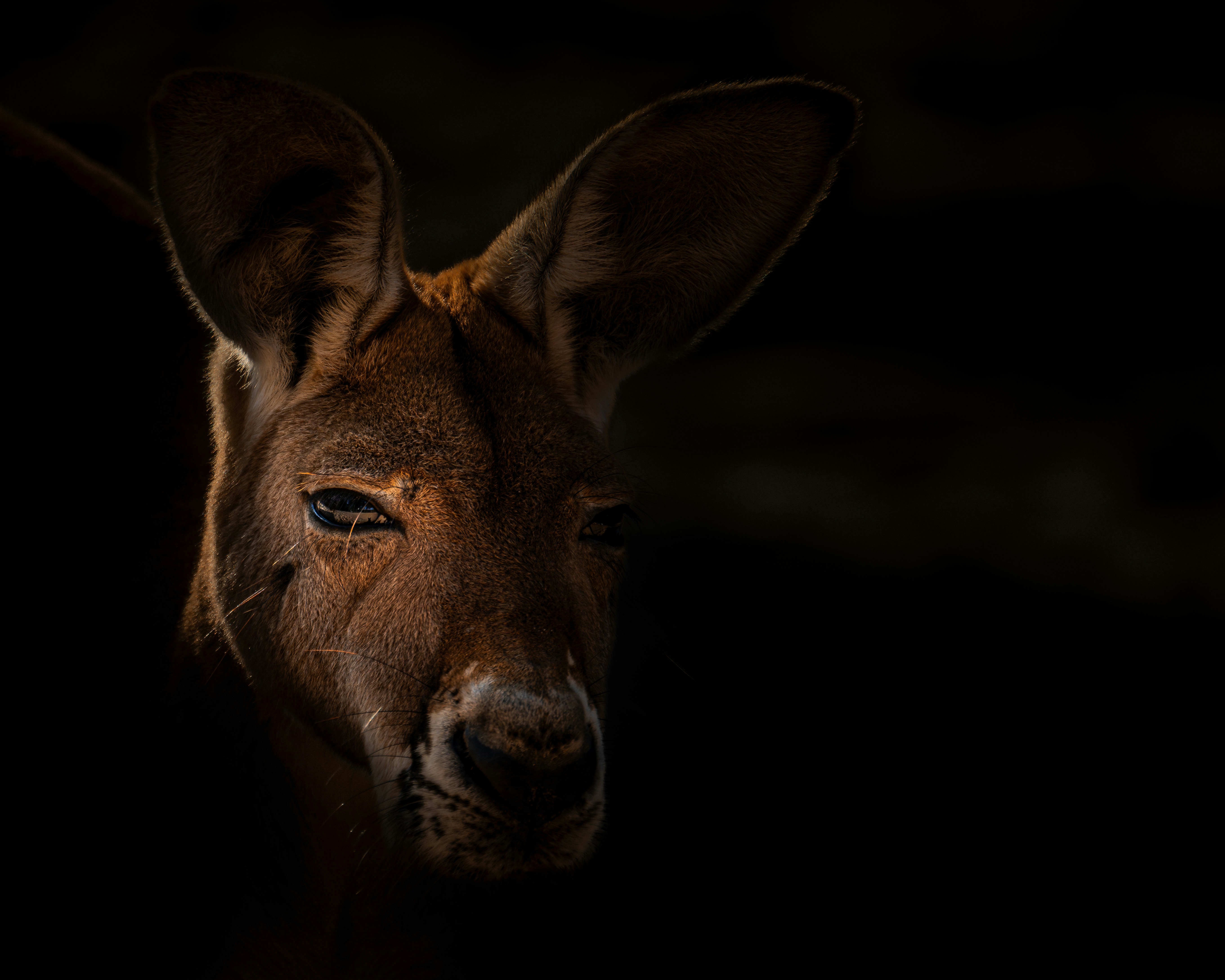 Amber Spotlight: Deer Portrait in Shadowed Quiet