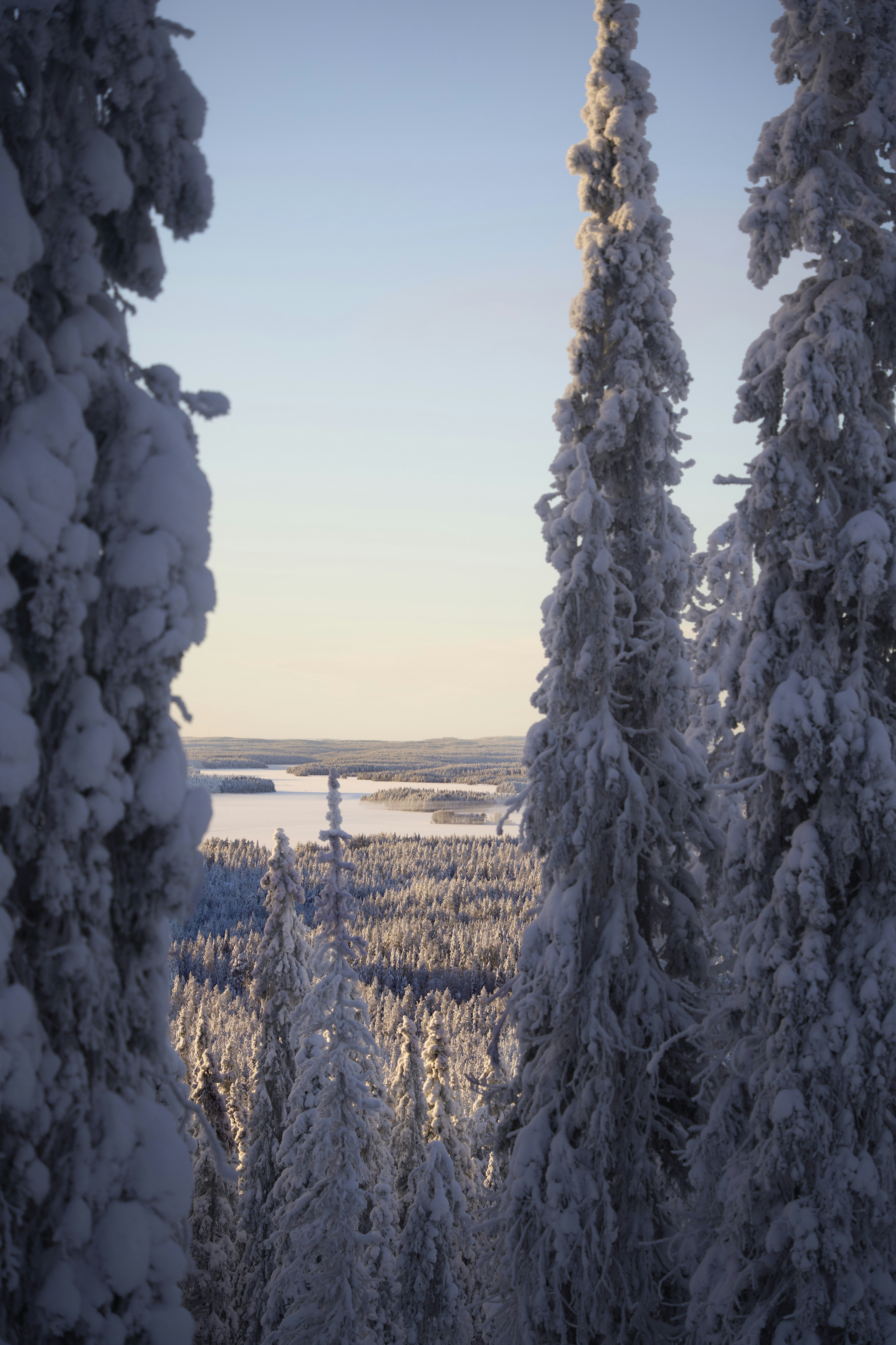 Framed by Snow-Blanketed Pines at Dusk