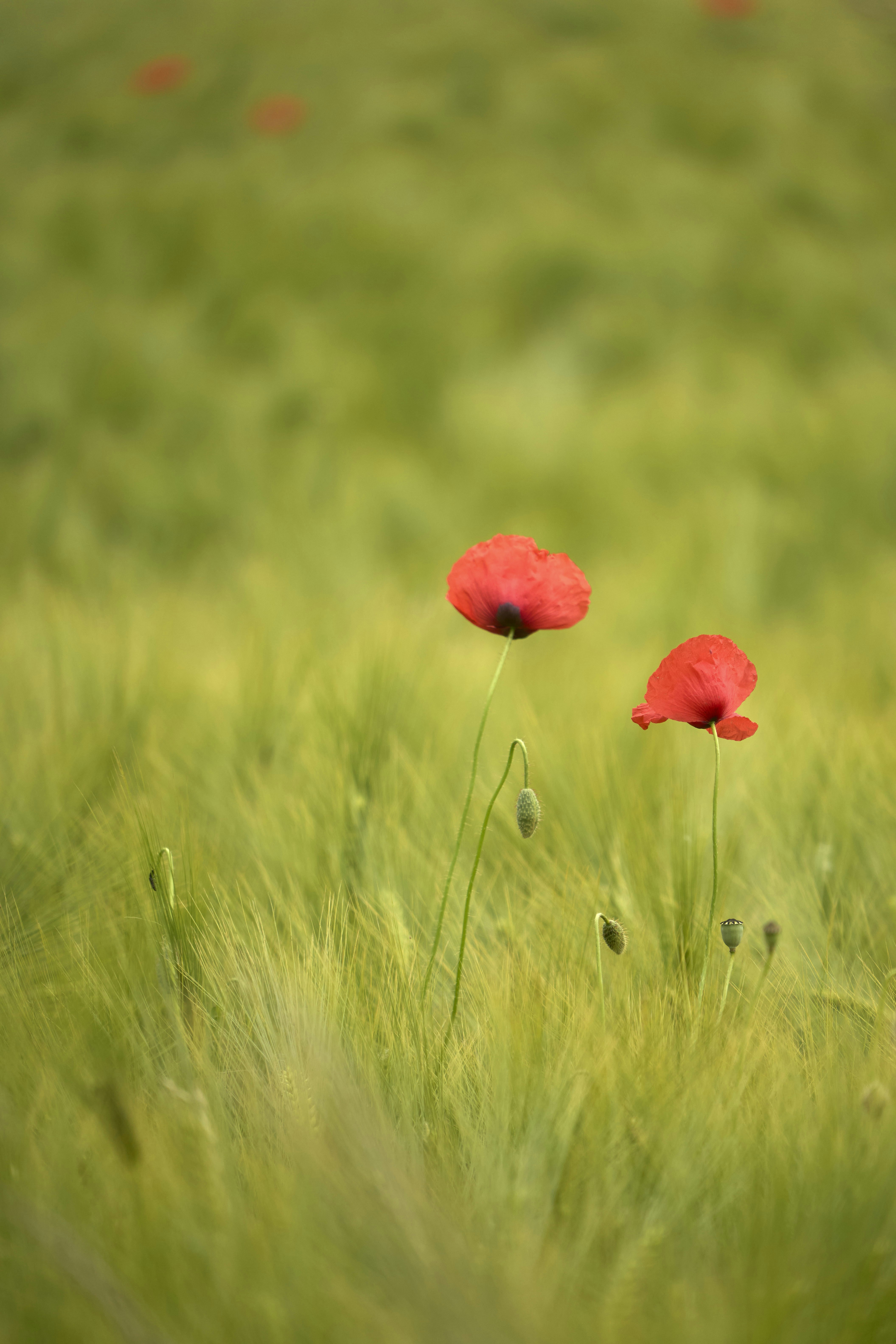 Red Poppies in a Quiet Meadow