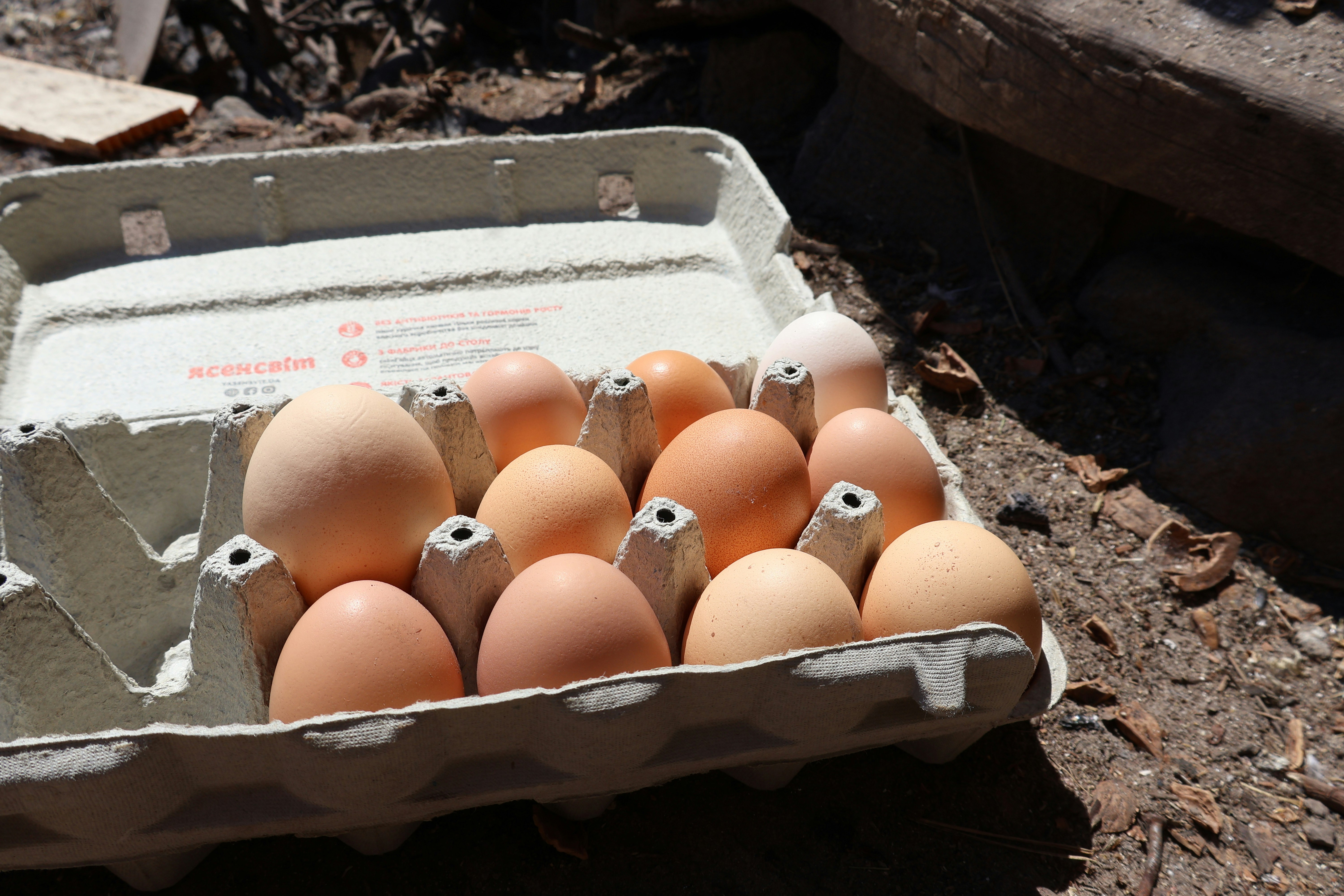 Eggs in a carton: sunlit routine of farmyard groceries